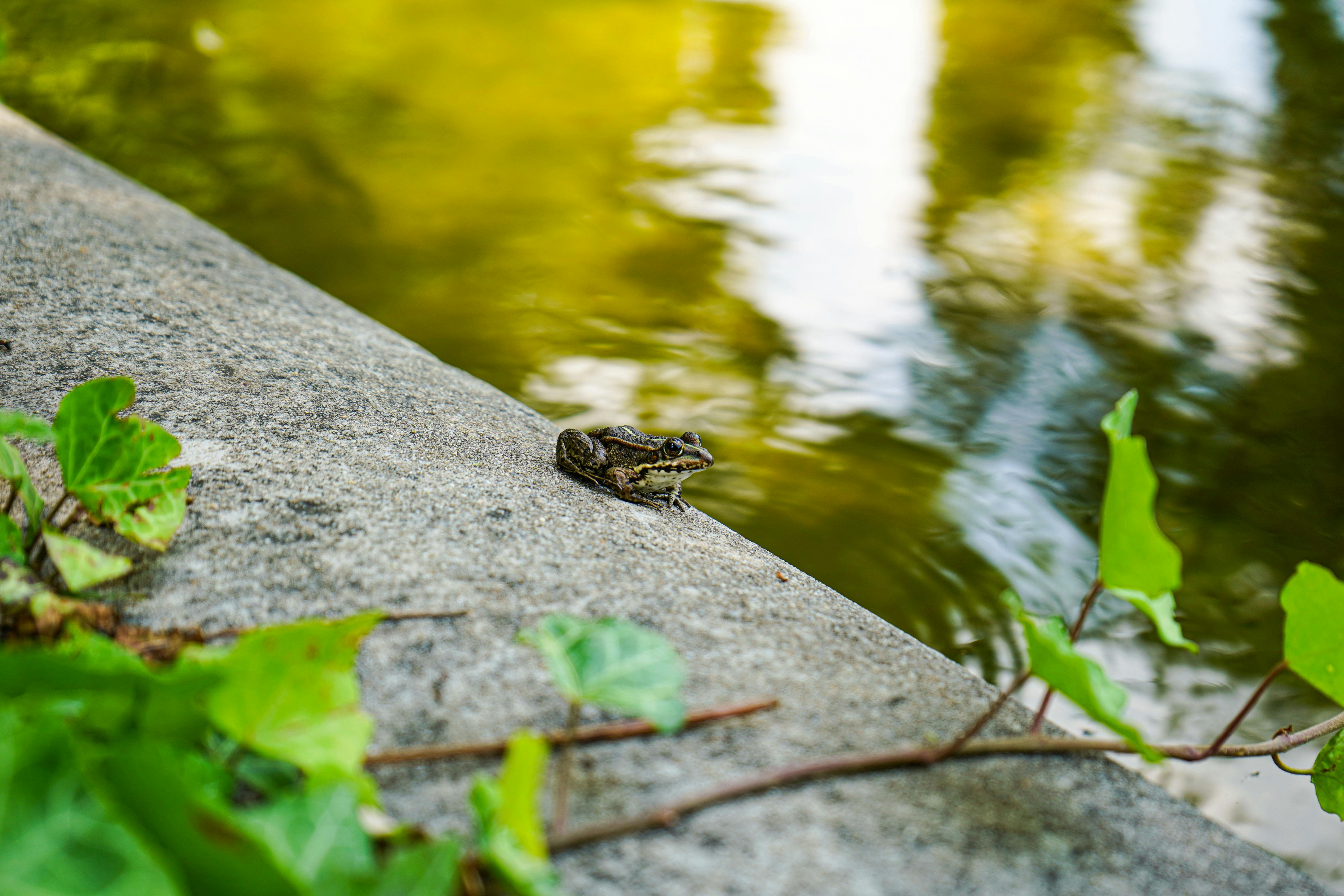 Frog Bidet Photos, Download The BEST Free Frog Bidet Stock Photos & HD ...