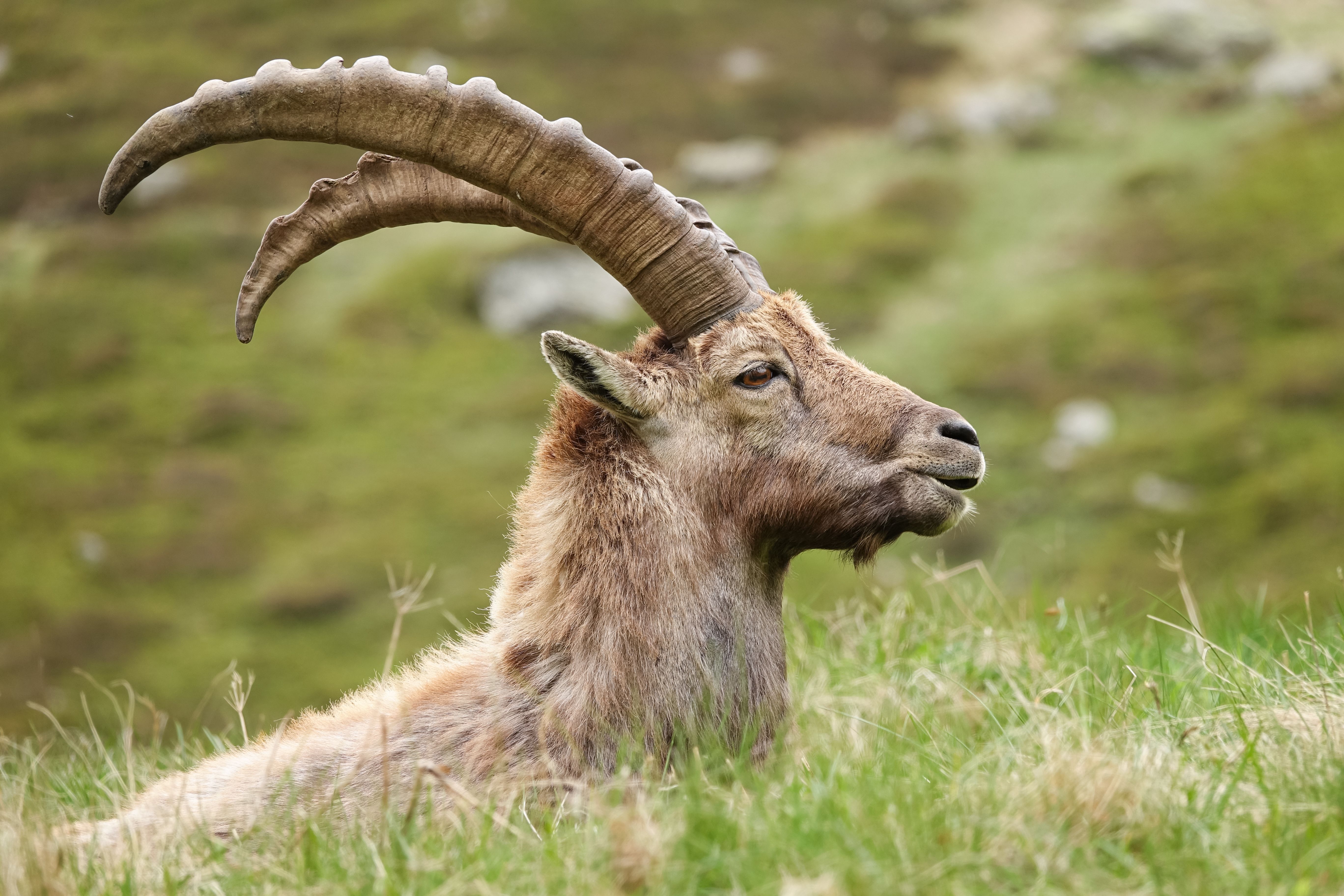 Wild Alpine Ibex in Vanoise National Park · Free Stock Photo