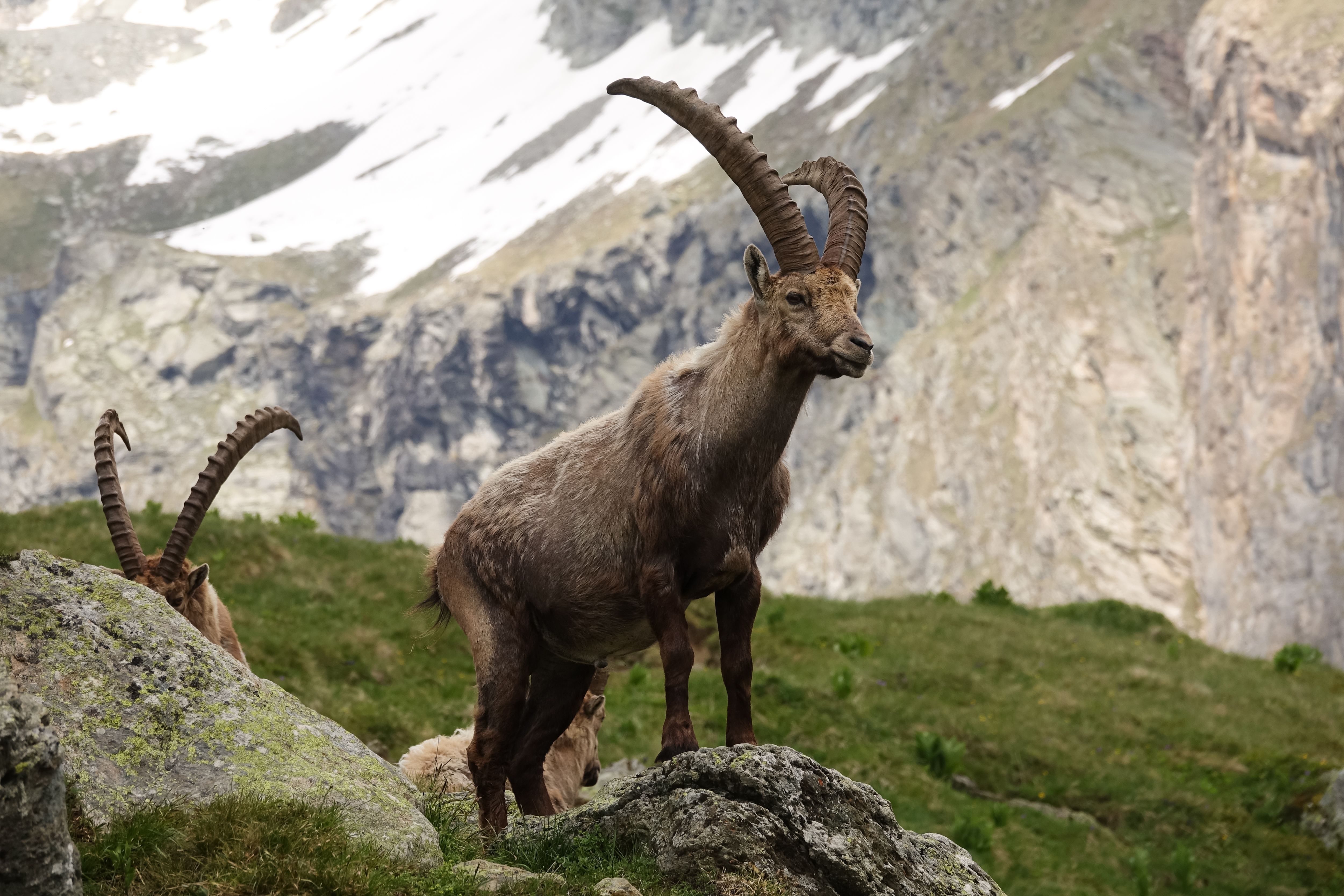 Majestic Ibex in Vanoise National Park · Free Stock Photo
