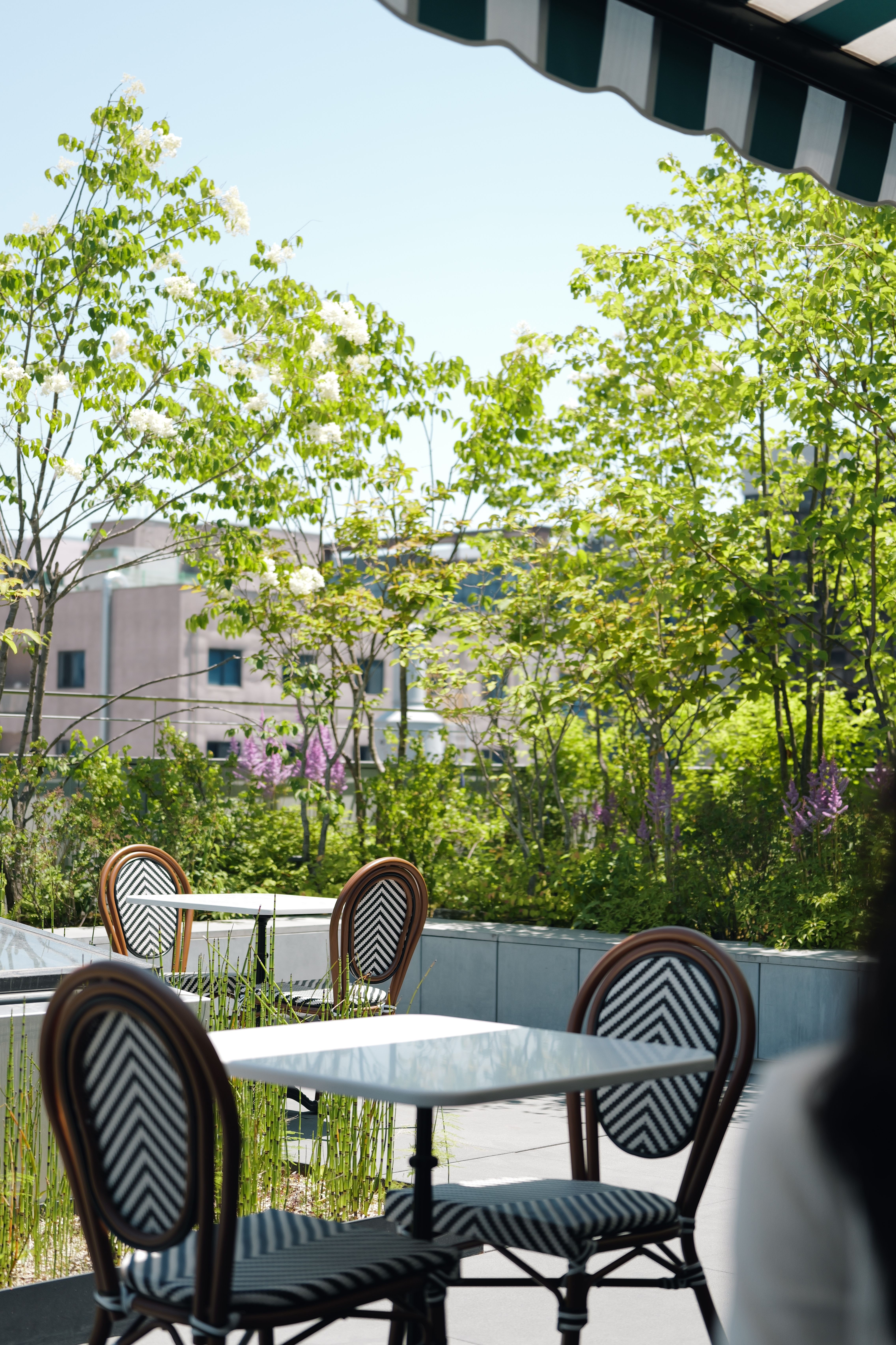 Outdoor Cafe Terrace with Trees and Chairs · Free Stock Photo