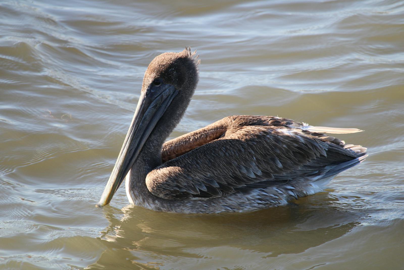 Anime+Goon+Wallpaper Photos, Download The BEST Free Anime+Goon ...