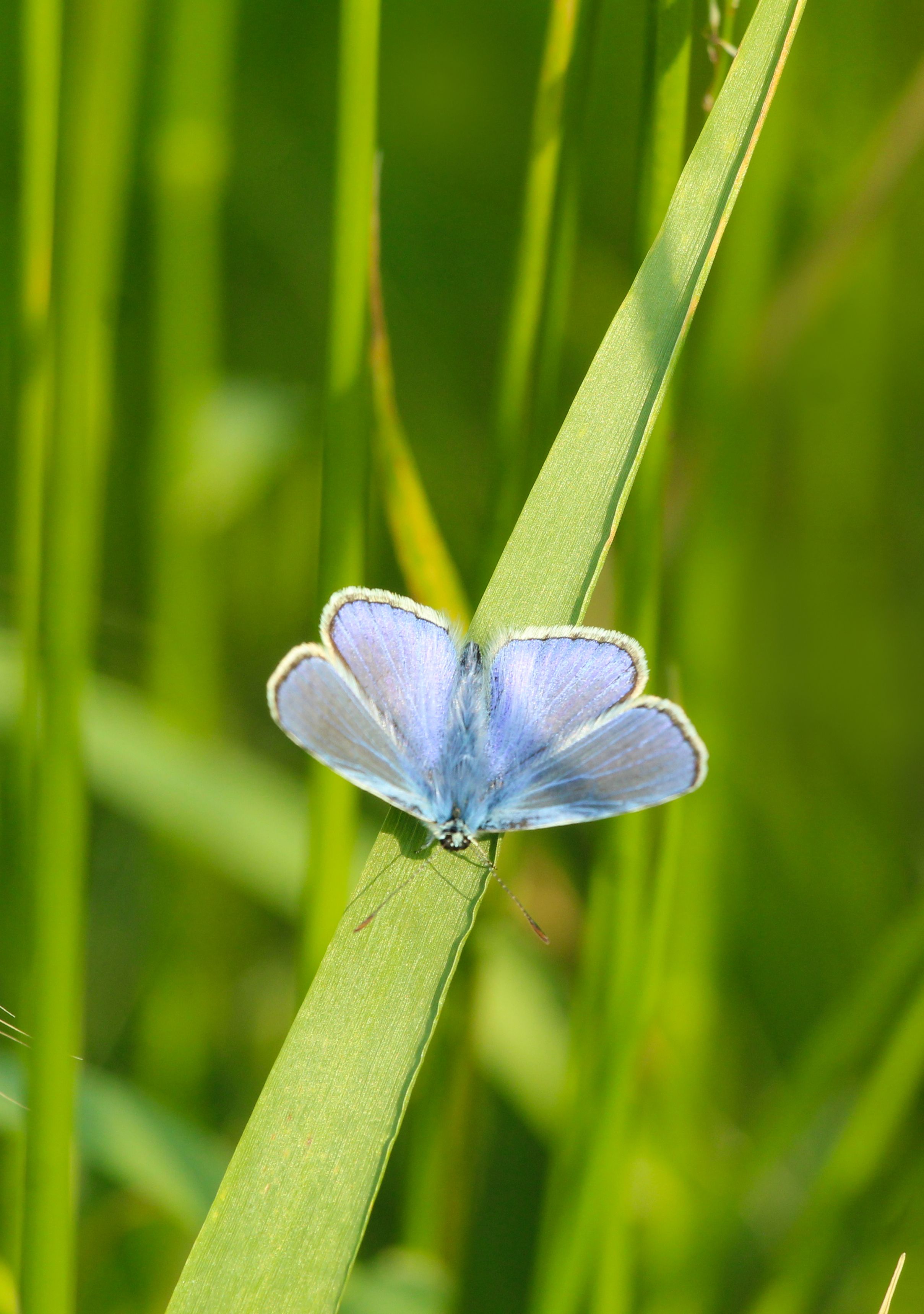 Small Blue Butterfly Resting on Green Leaf · Free Stock Photo
