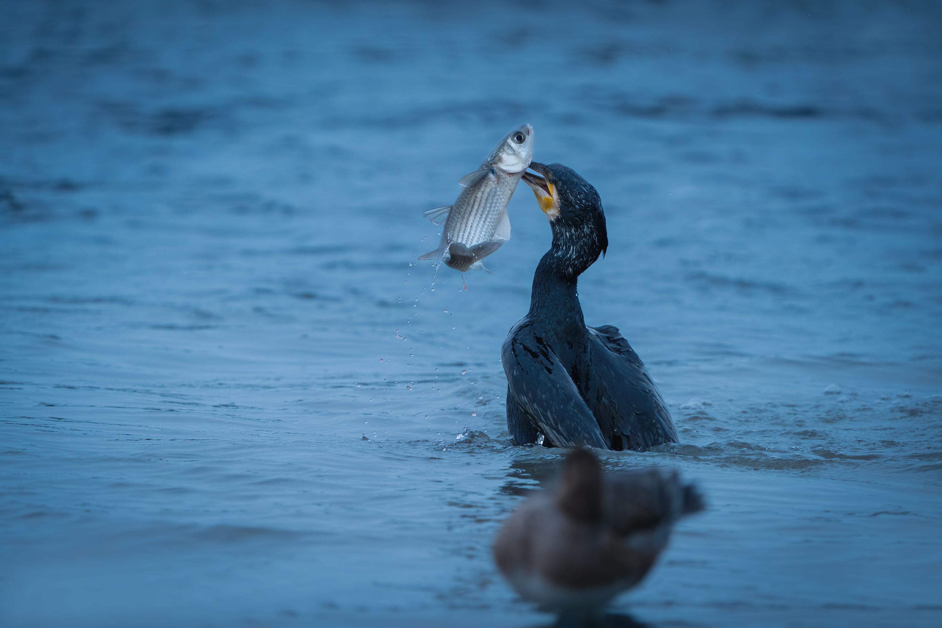 Cormorant Catching Fish in Serene Waters · Free Stock Photo