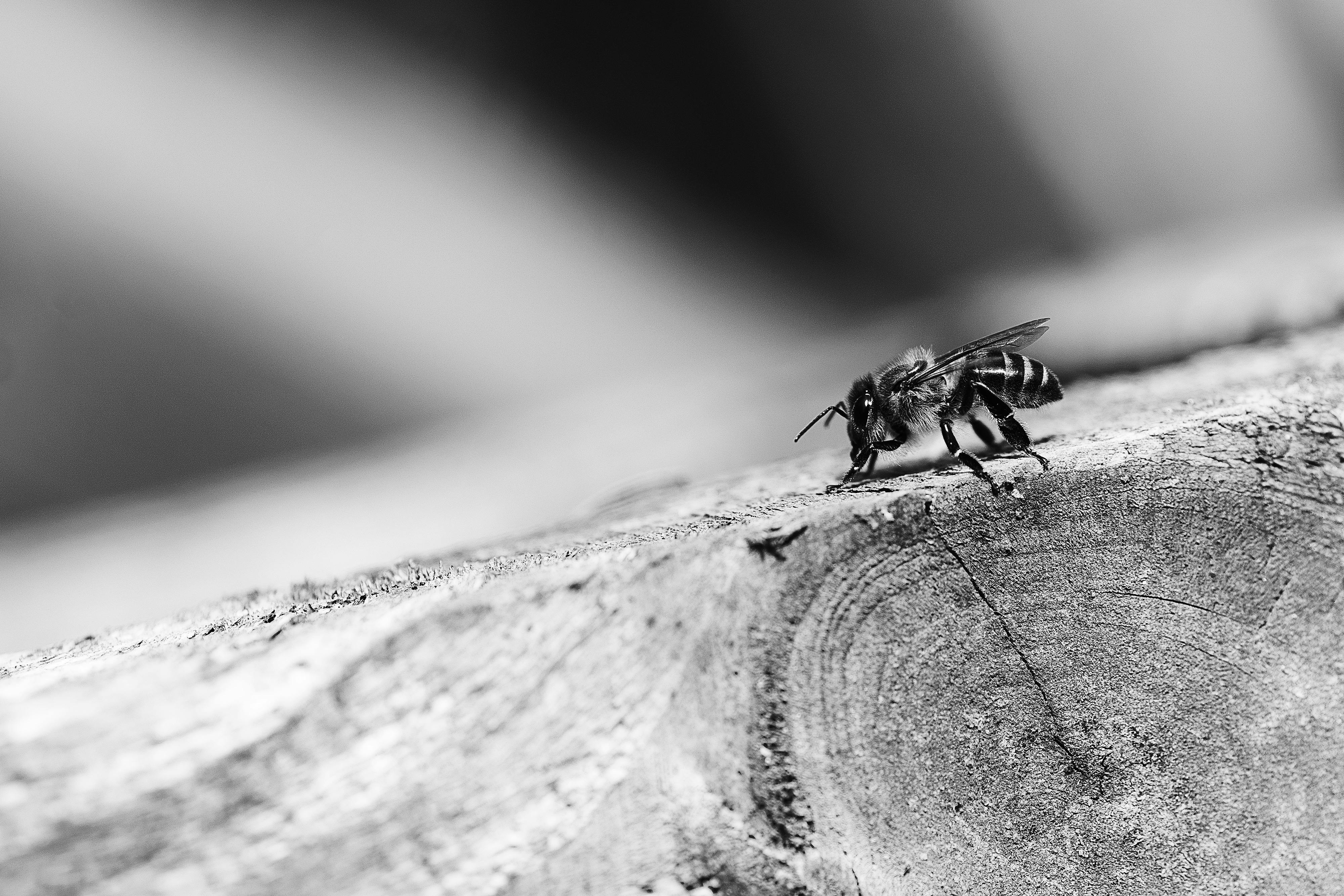 Wood Texture Bvc Photos, Download The BEST Free Wood Texture Bvc Stock ...