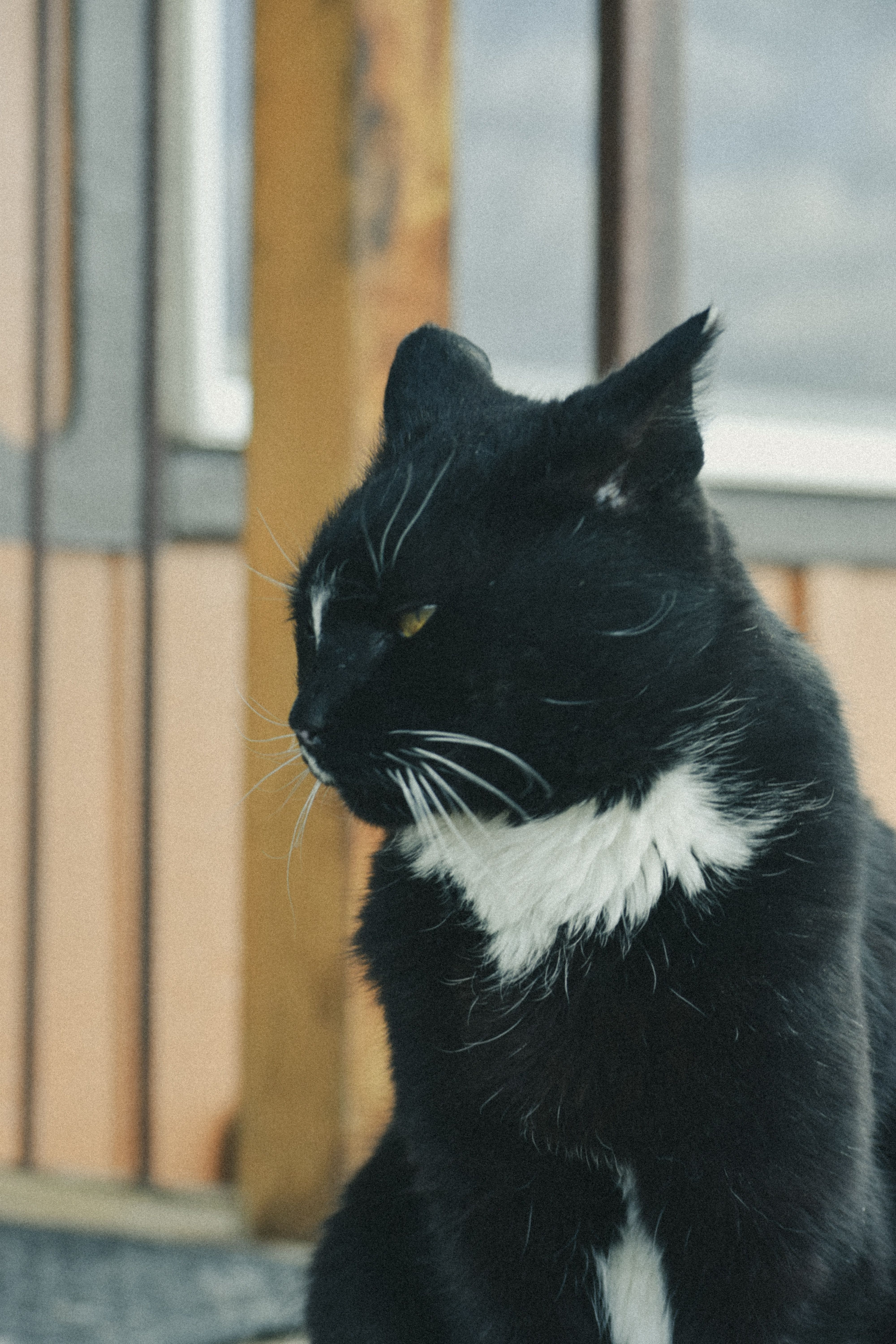 Cat+Aesthetic+Pfp Photos, Download The BEST Free Cat+Aesthetic+Pfp ...