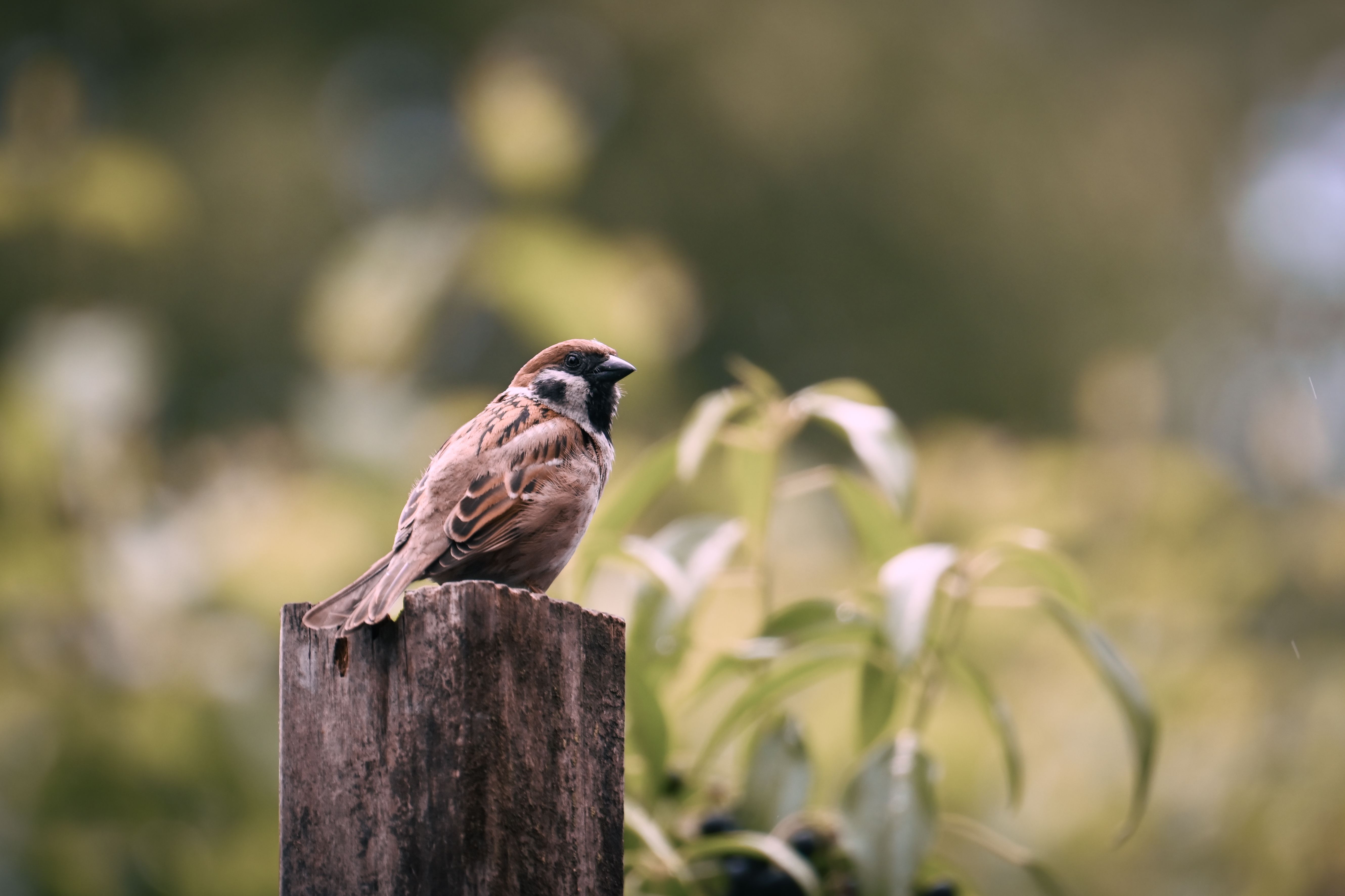 Close-up of a House Sparrow Perched Outdoors · Free Stock Photo