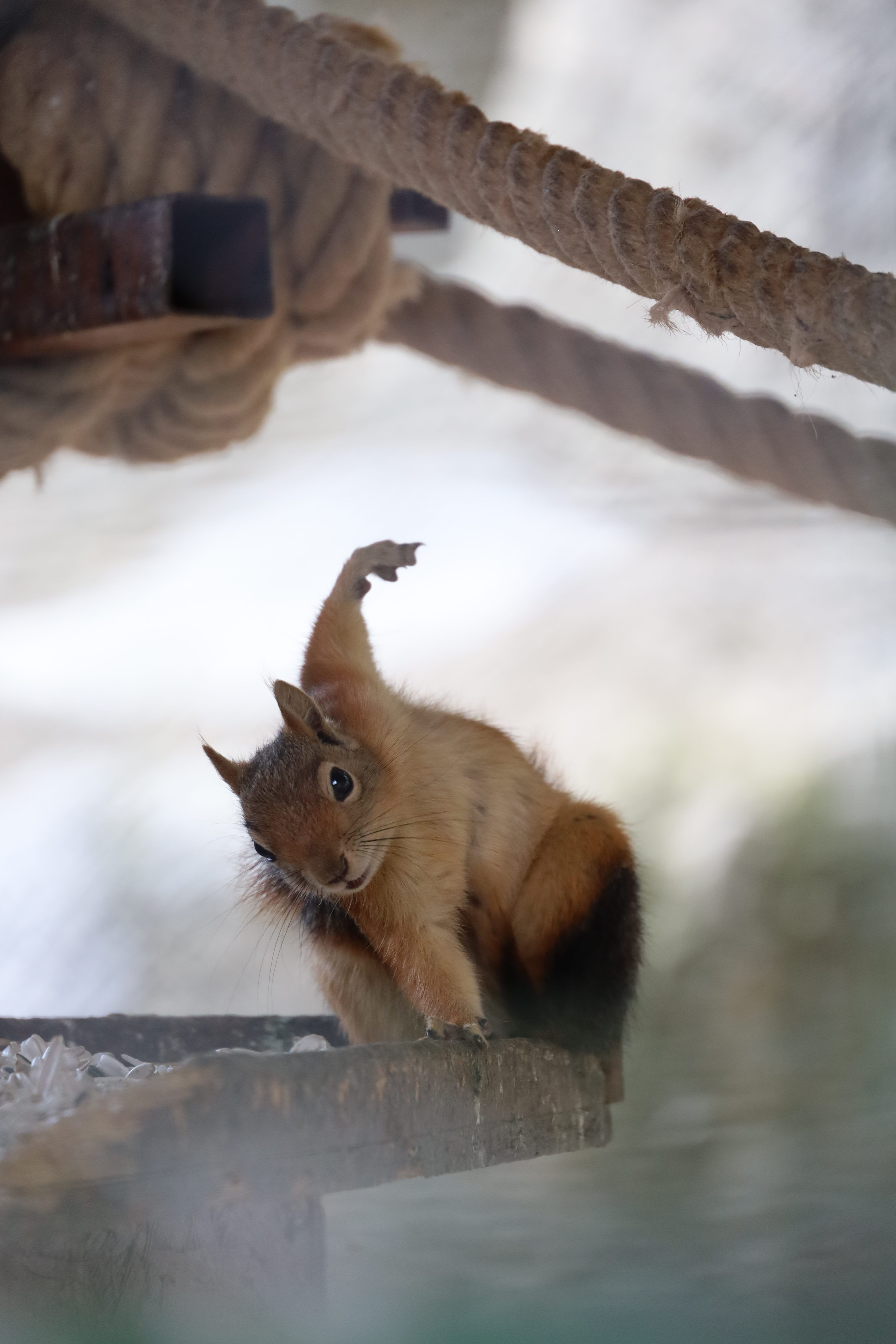 Curious Squirrel Scratching Itself on a Rope Swing · Free Stock Photo