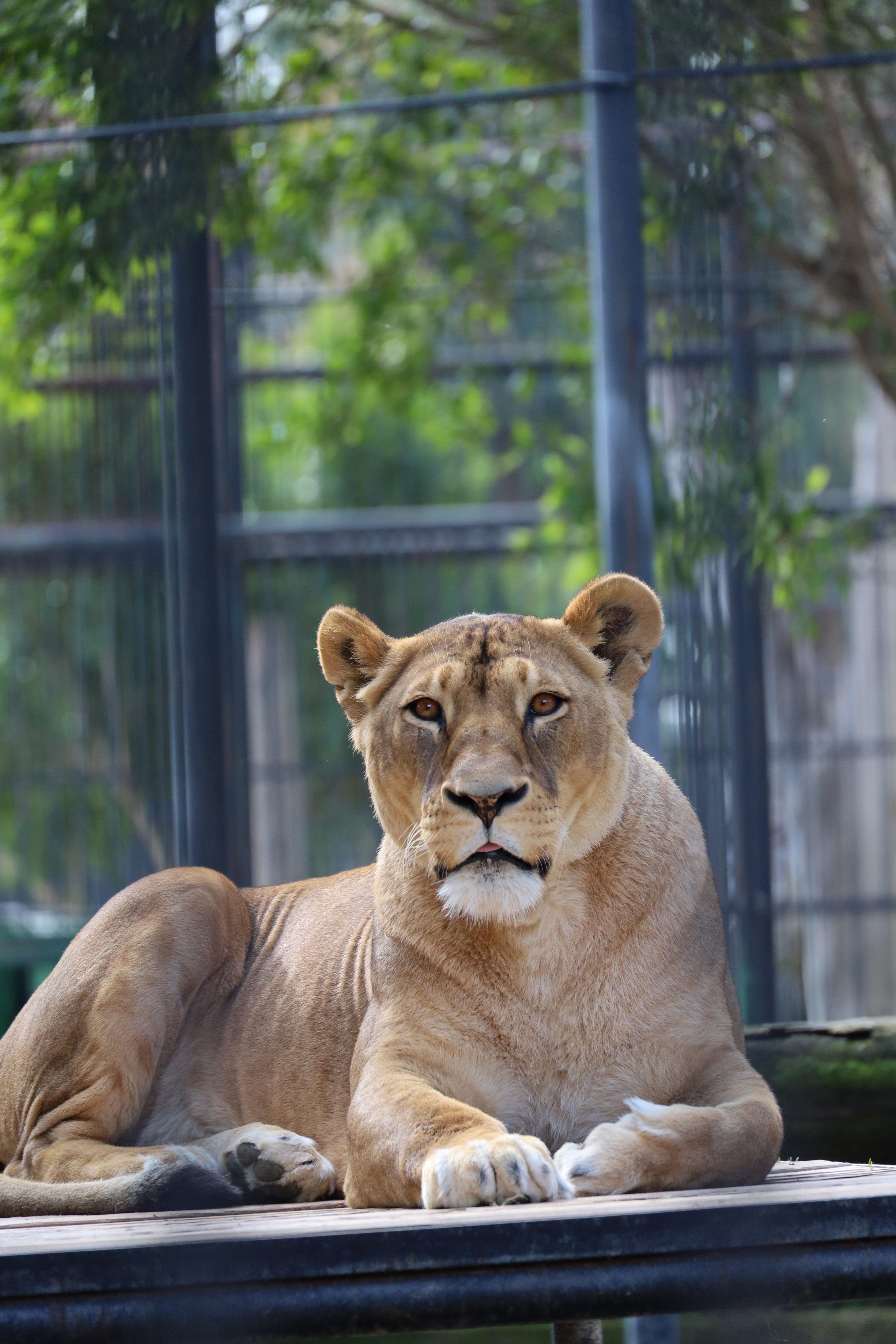 Lion And Lamb Photos, Download The BEST Free Lion And Lamb Stock Photos ...