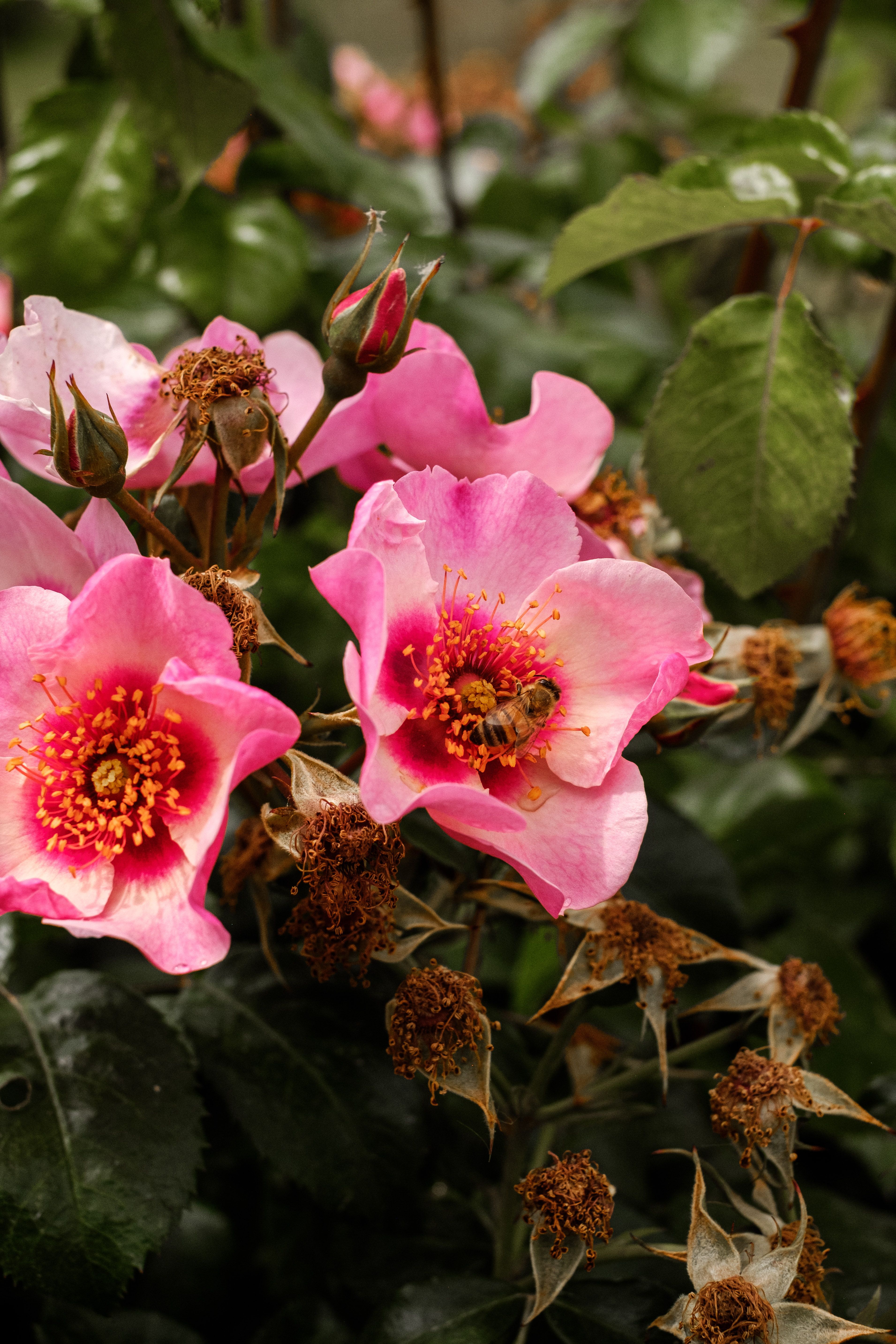 Vivid Pink Wild Roses with Bee on Petals · Free Stock Photo