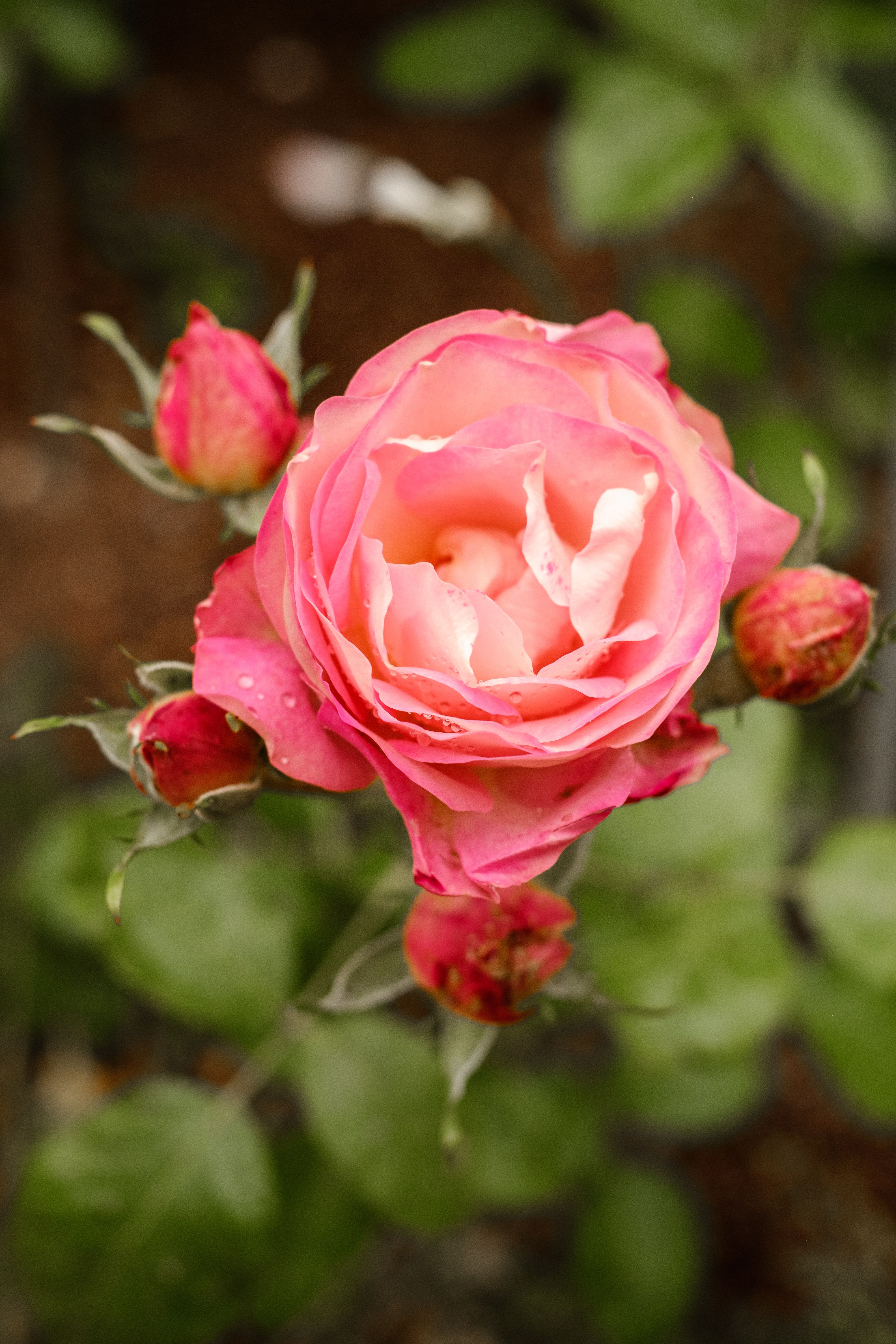 Vibrant Pink Rose Bloom with Buds in Garden · Free Stock Photo