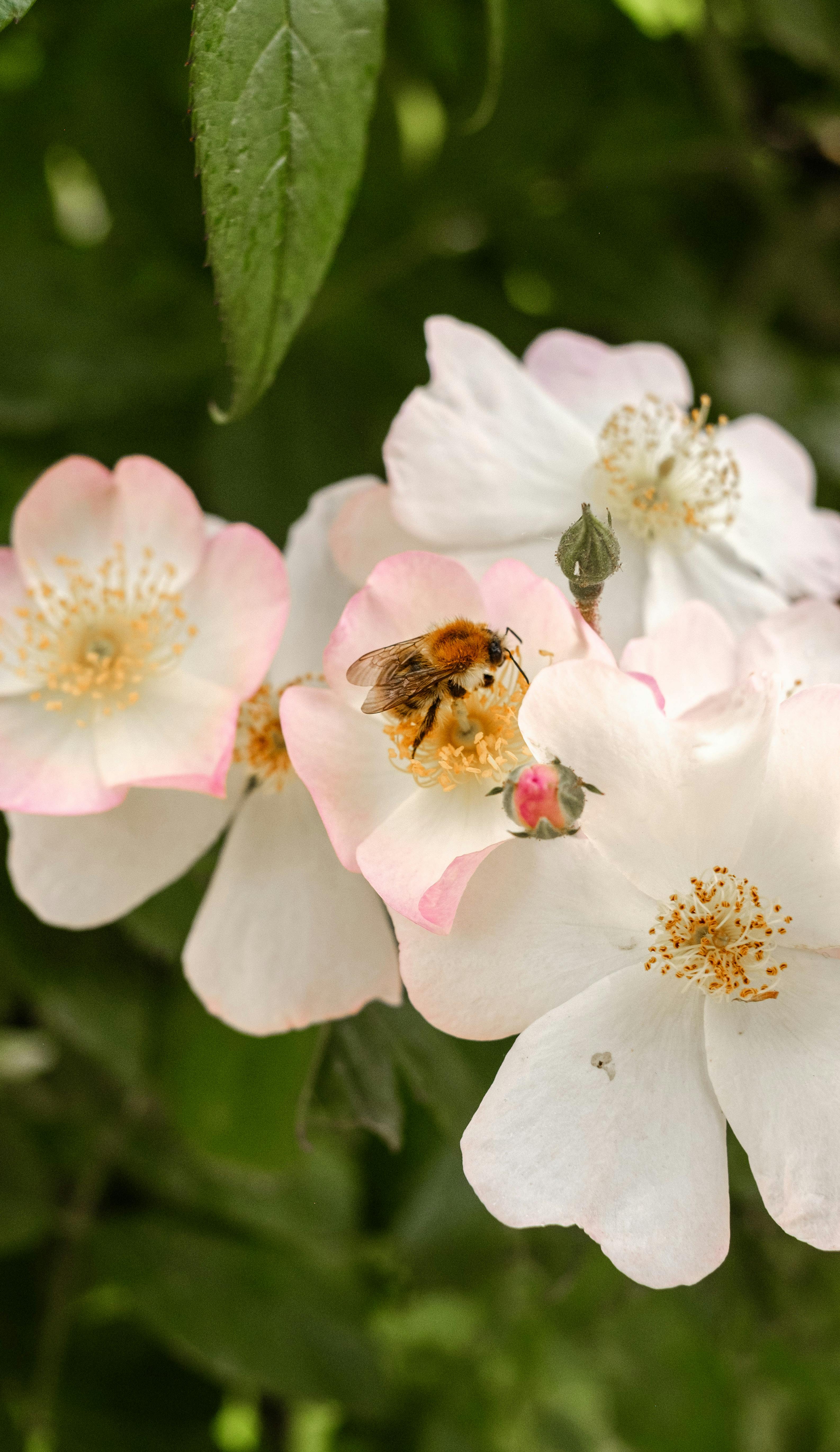 Bee Pollinating Wild Rose Flowers in Summer · Free Stock Photo
