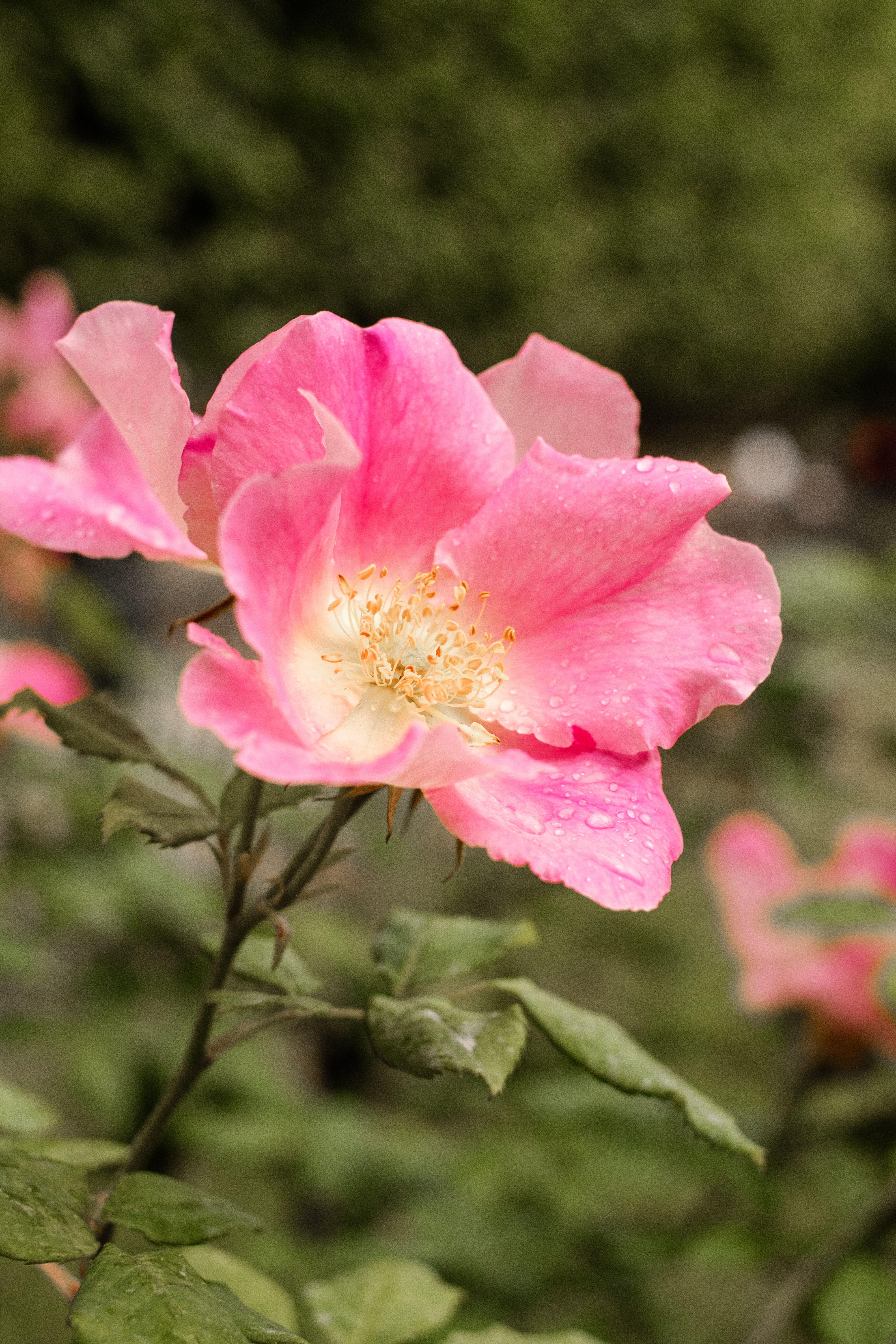Plants Garden Photos, Download The BEST Free Plants Garden Stock Photos ...