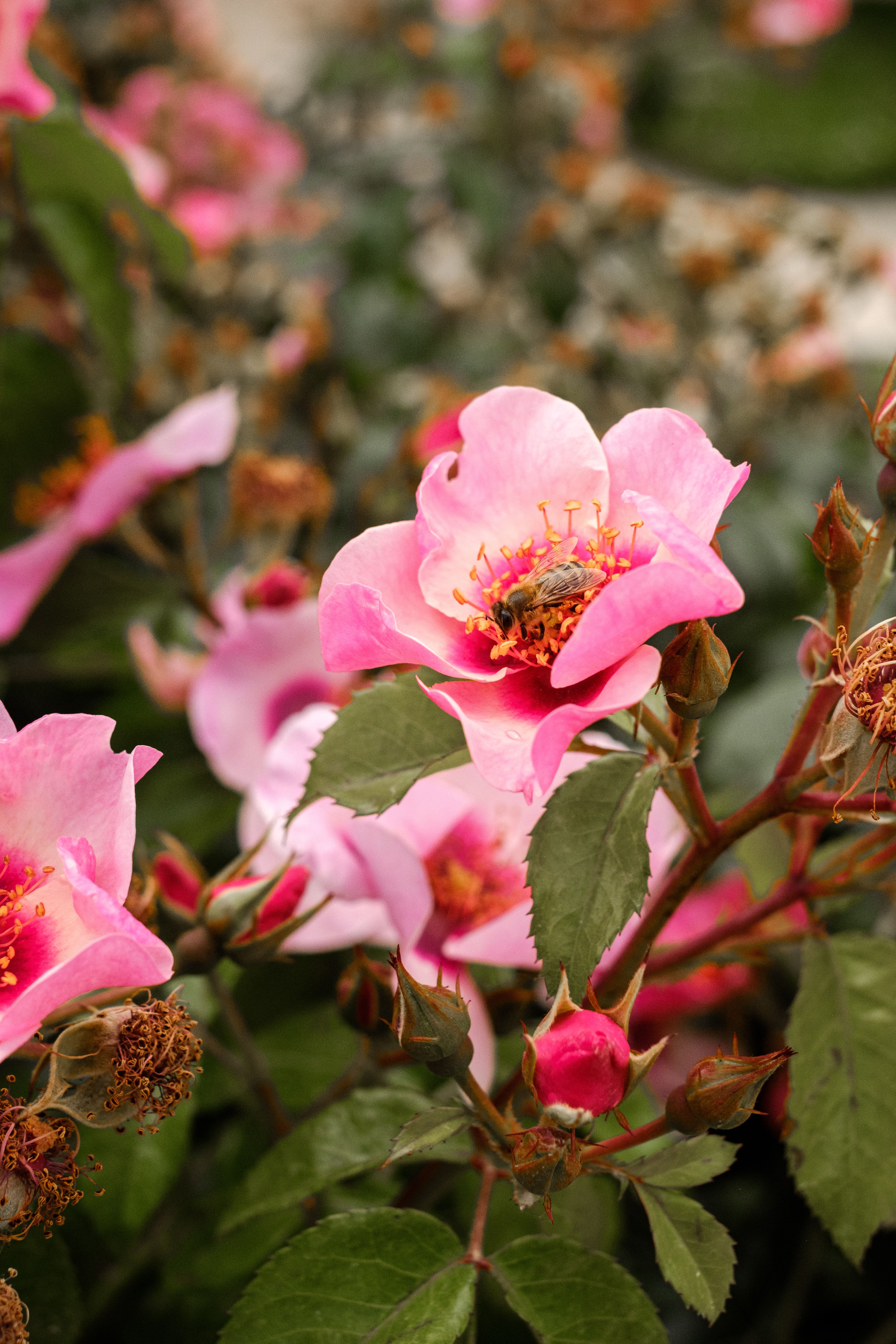 Close-up of Vibrant Pink Roses in Bloom · Free Stock Photo
