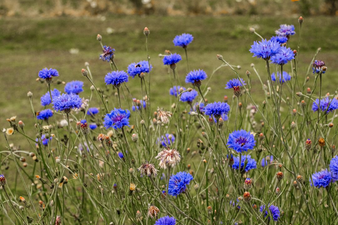 Easy Cornflower Garden Ideas and Tips for Beginners