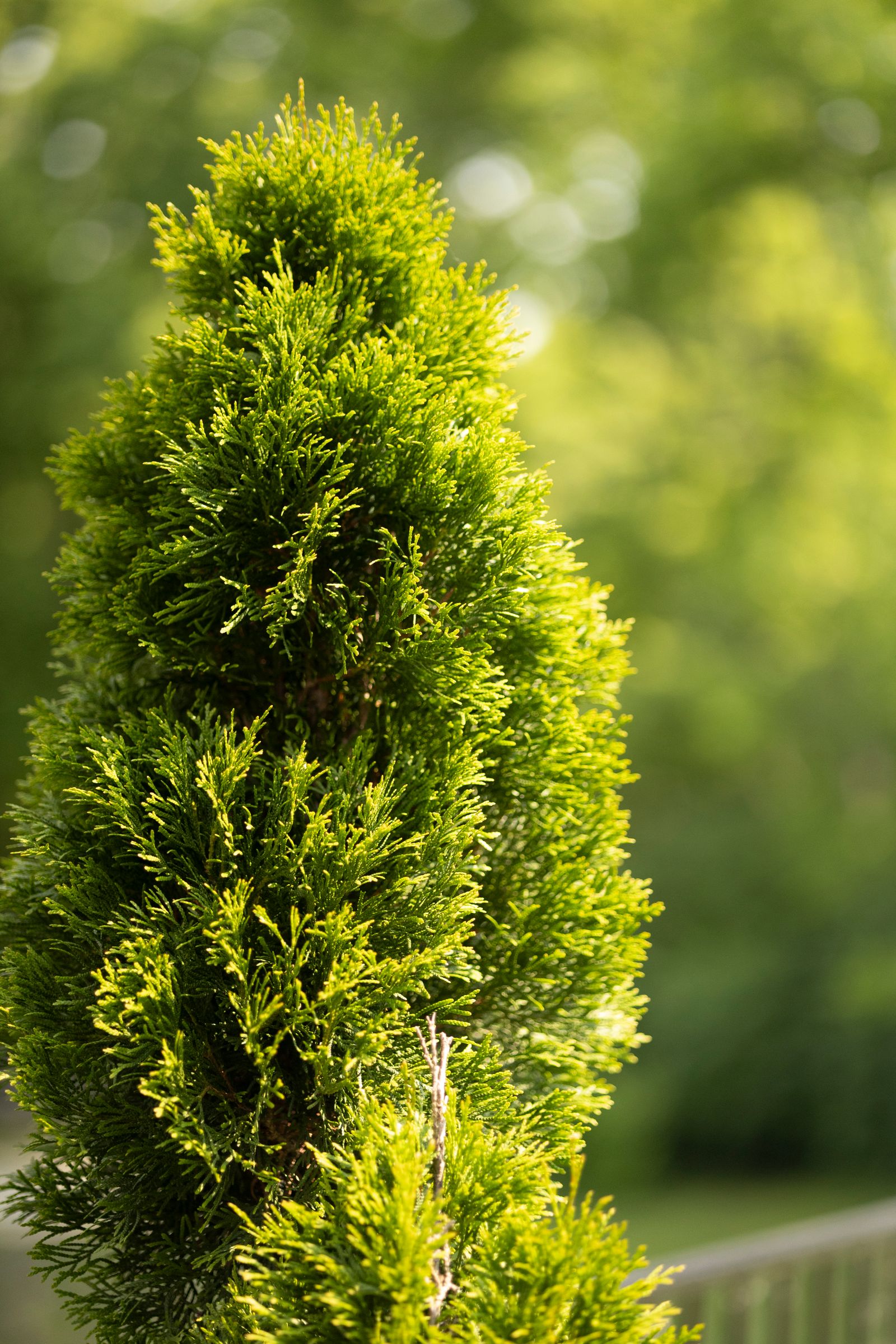 Tree No Background Photos, Download The BEST Free Tree No Background ...