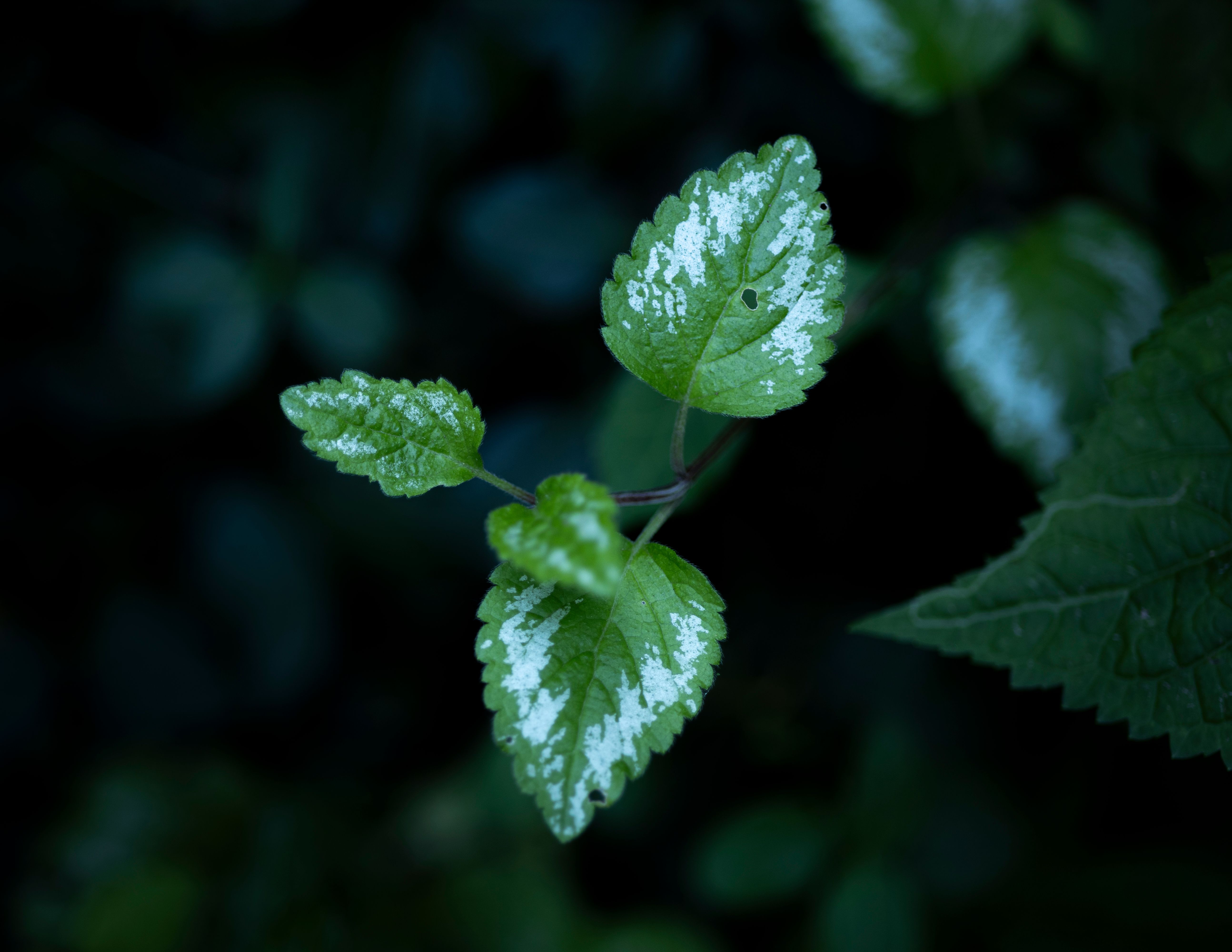 Close-up of Variegated Green Leaves in a Dark Setting · Free Stock Photo