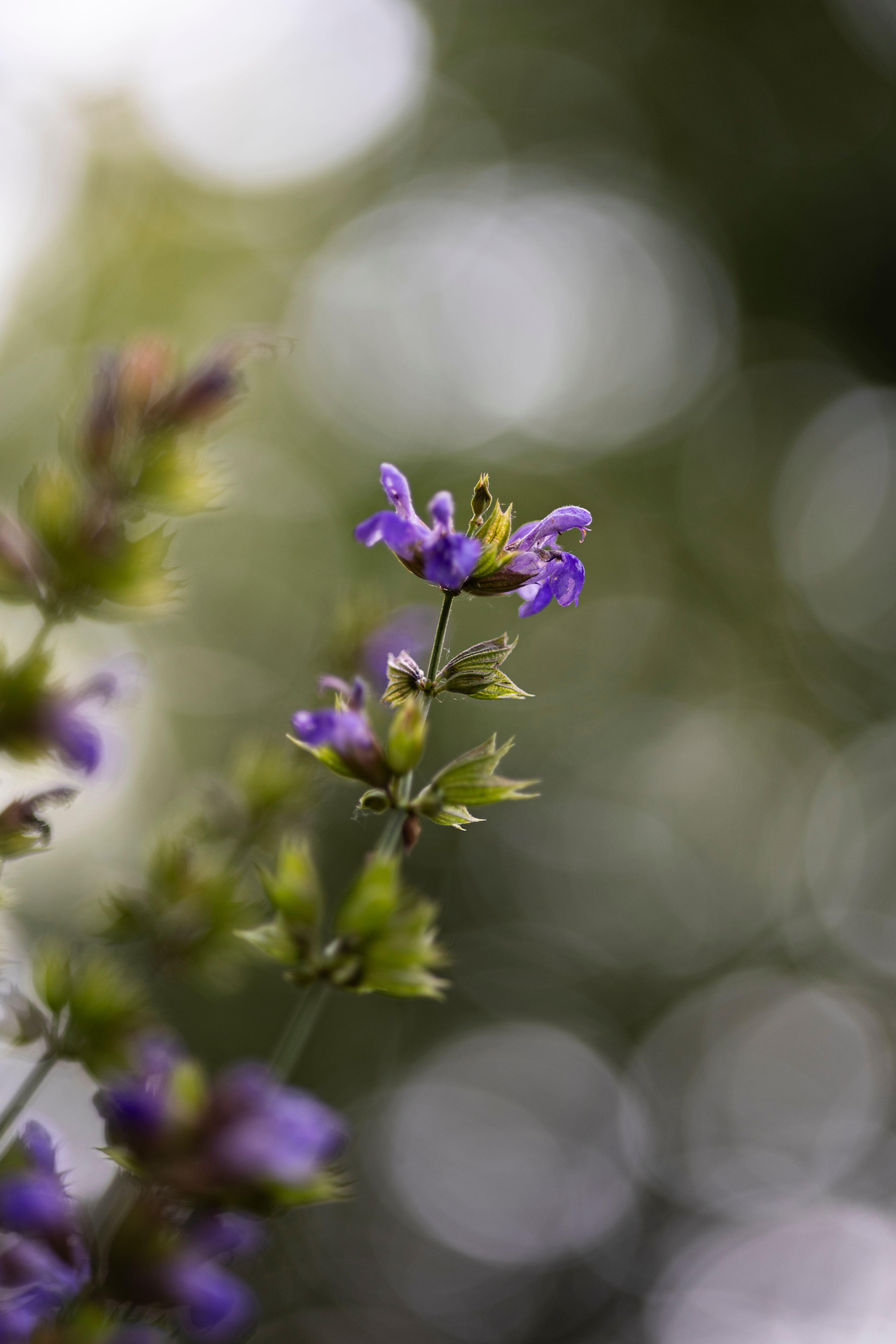 Close-Up of Purple Sage Flower in Bloom · Free Stock Photo