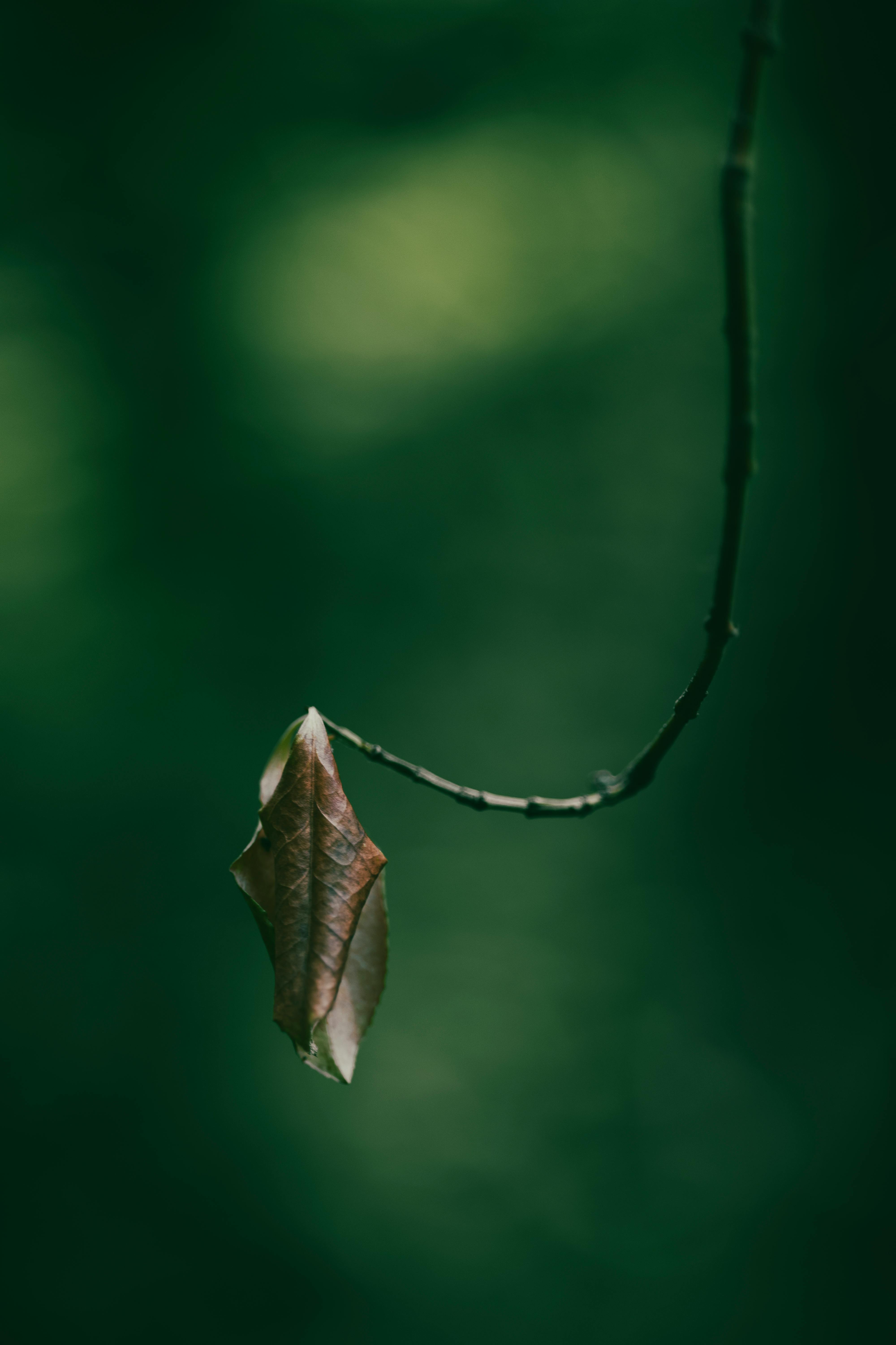 Solitary Brown Leaf on Twisting Branch · Free Stock Photo