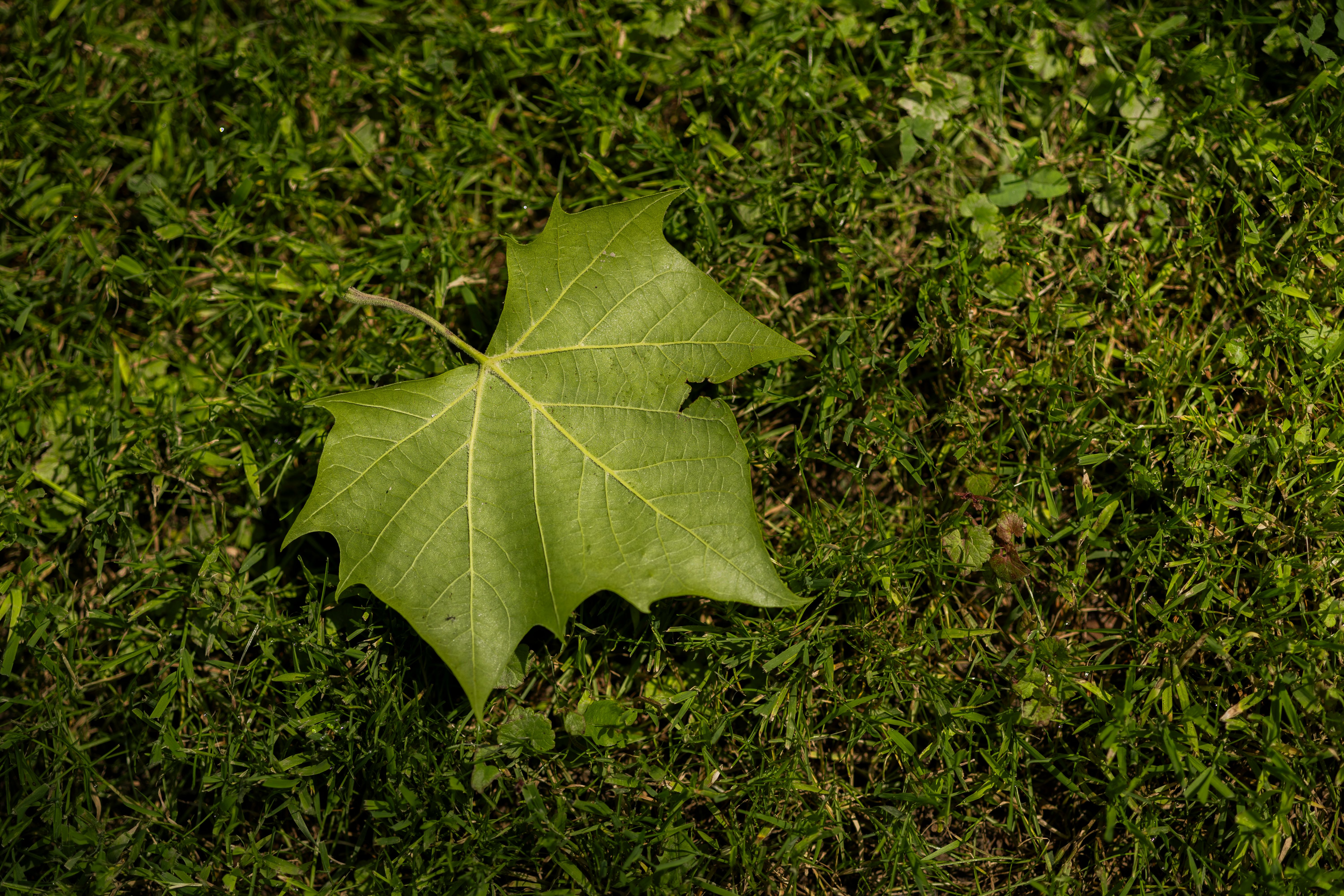 Single Green Leaf on Grass: Nature's Simplicity · Free Stock Photo