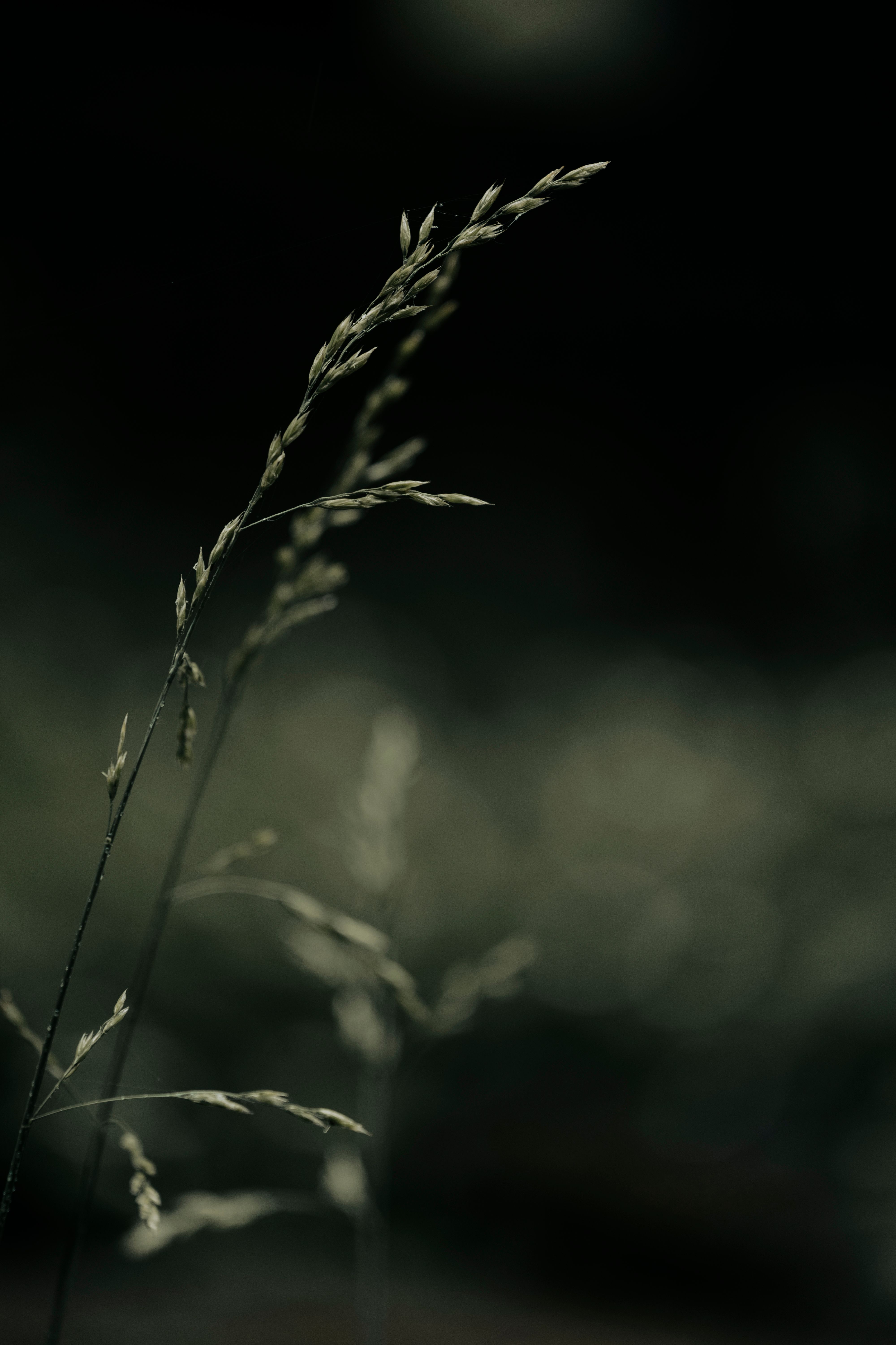 Artistic Macro Photograph of Wild Grass · Free Stock Photo