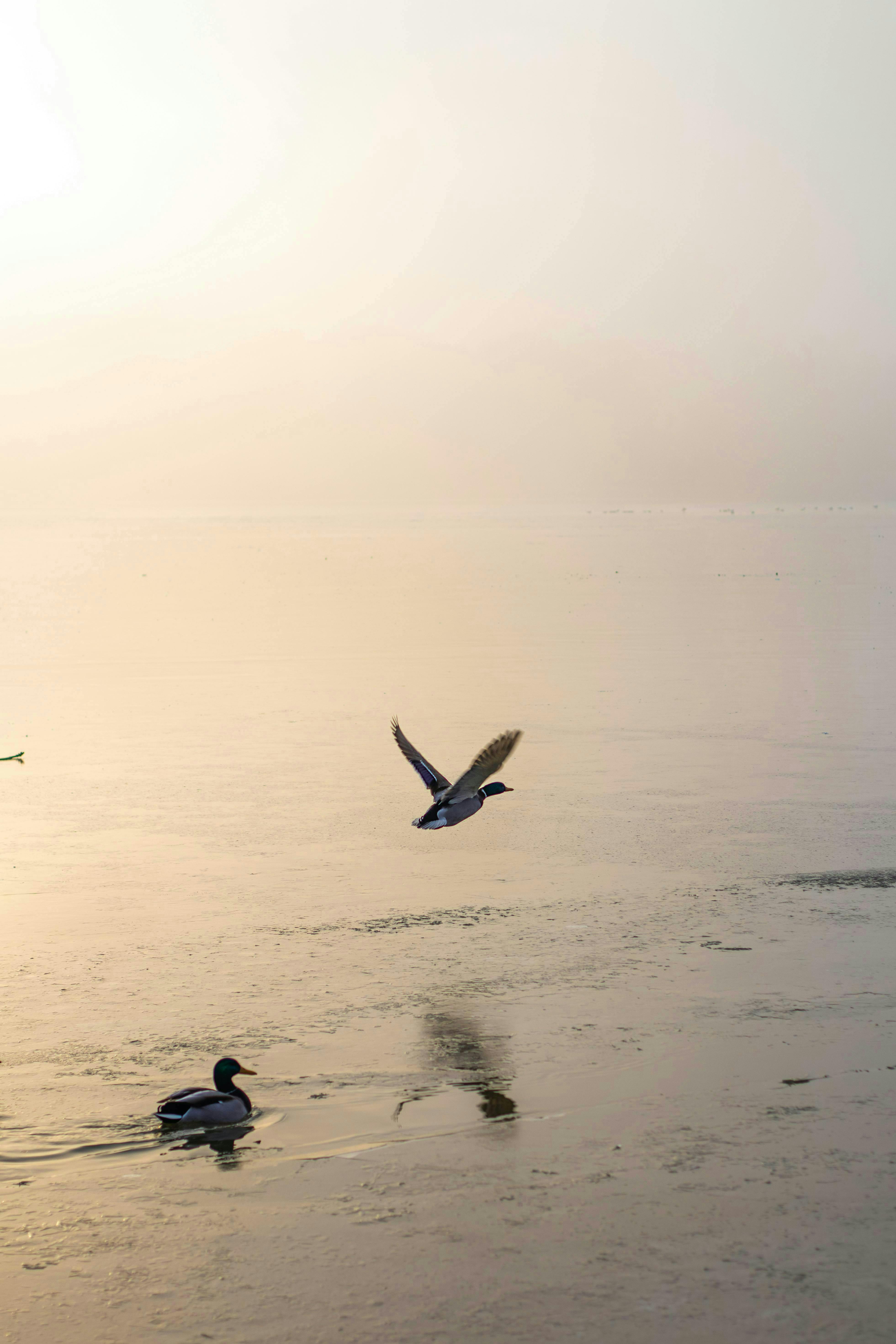 Birds Jpeg Photos, Download The BEST Free Birds Jpeg Stock Photos & HD ...