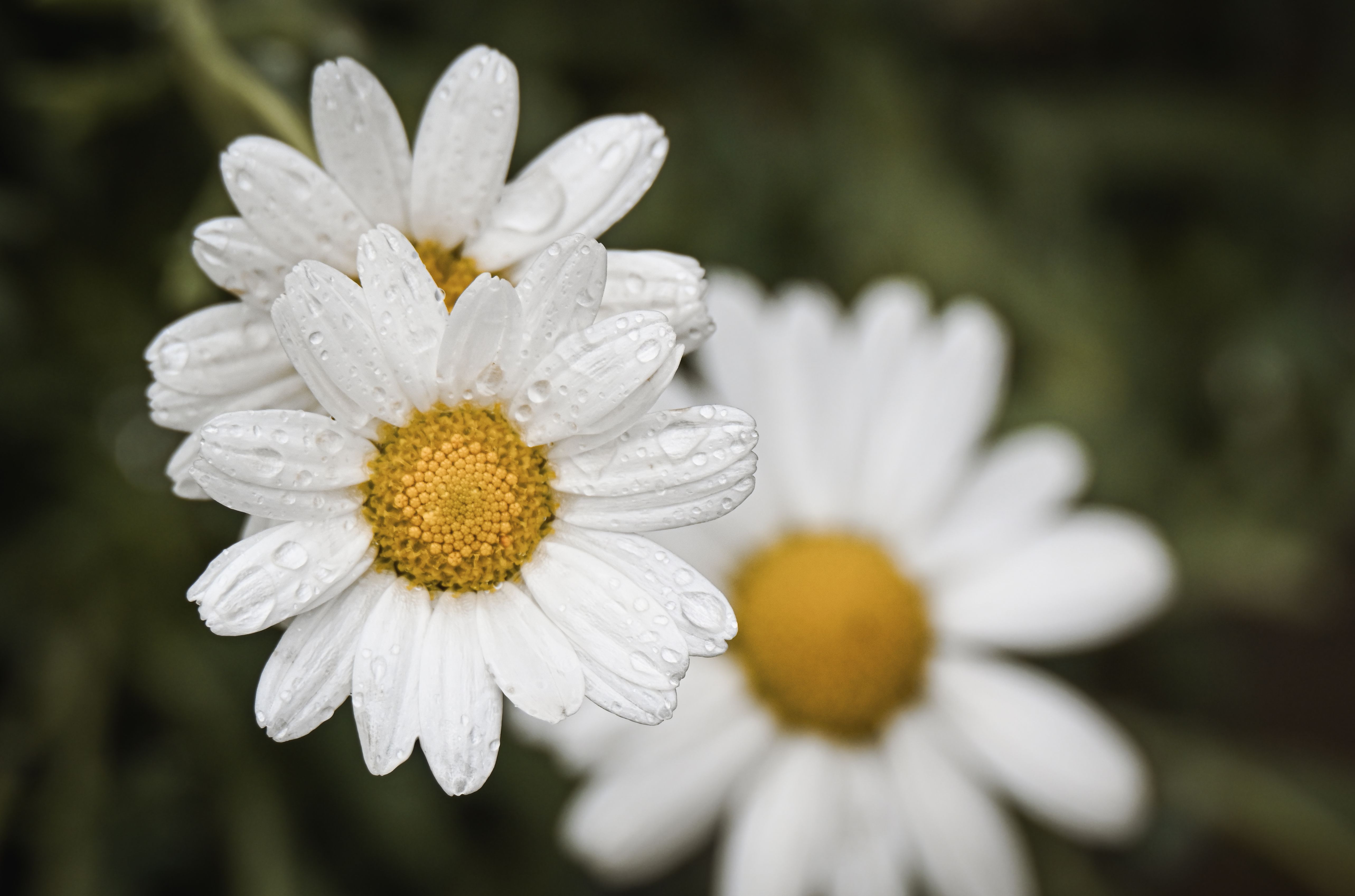 Daisy Cartoon Photos, Download The BEST Free Daisy Cartoon Stock Photos ...