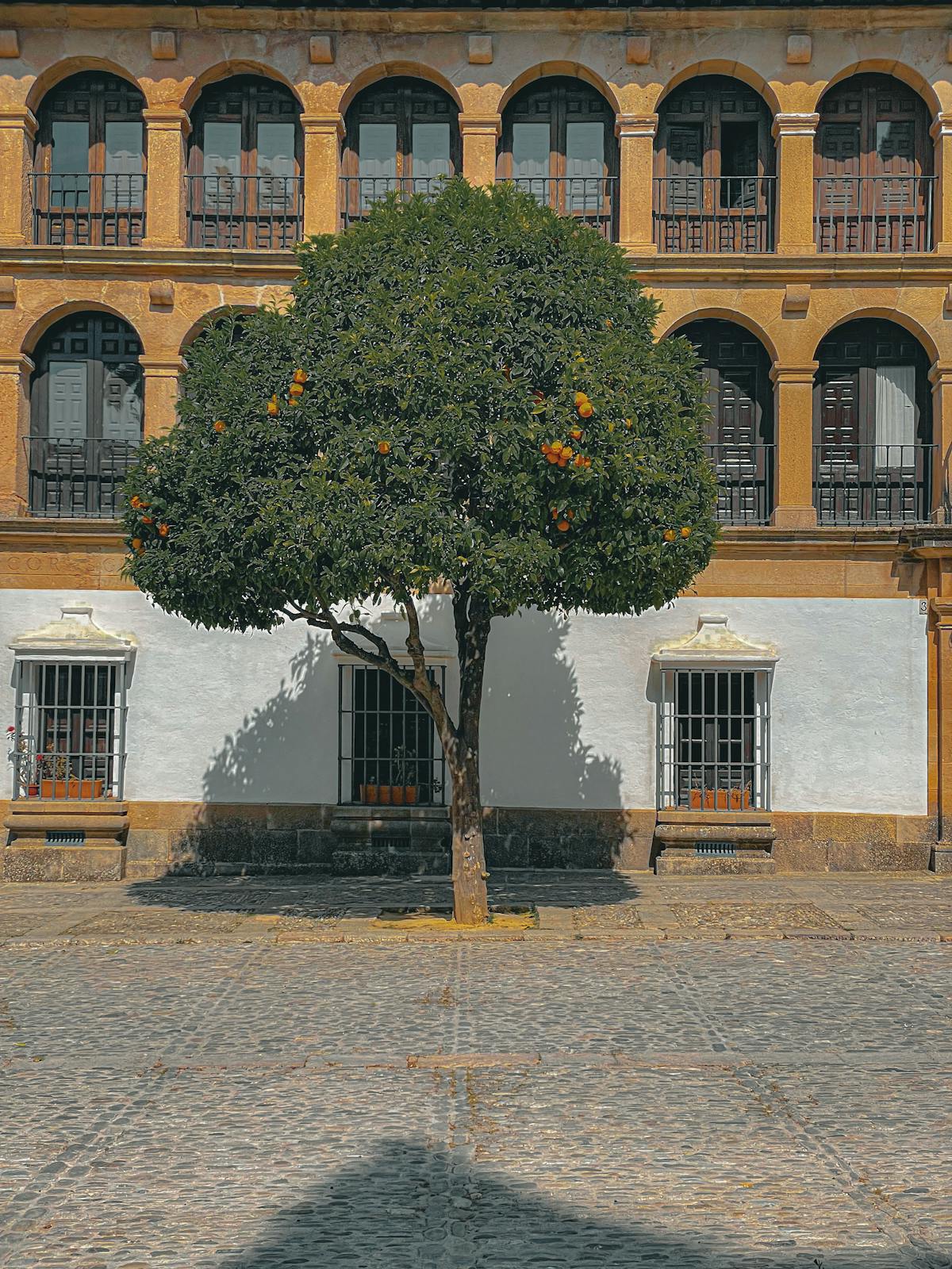 Orange Tree Photos, Download The BEST Free Orange Tree Stock Photos ...