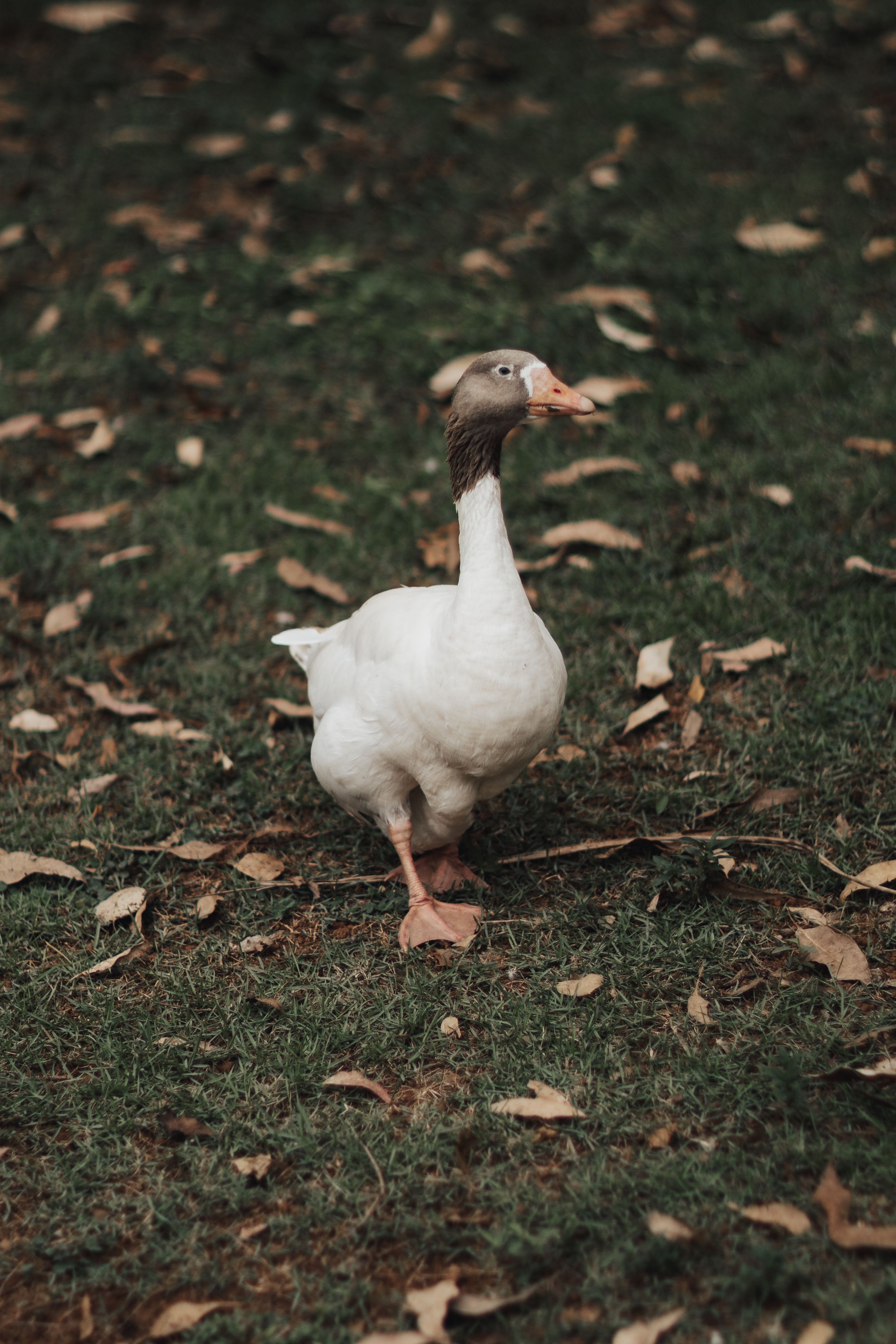 Majestic Goose Posing in Autumn Leaves · Free Stock Photo