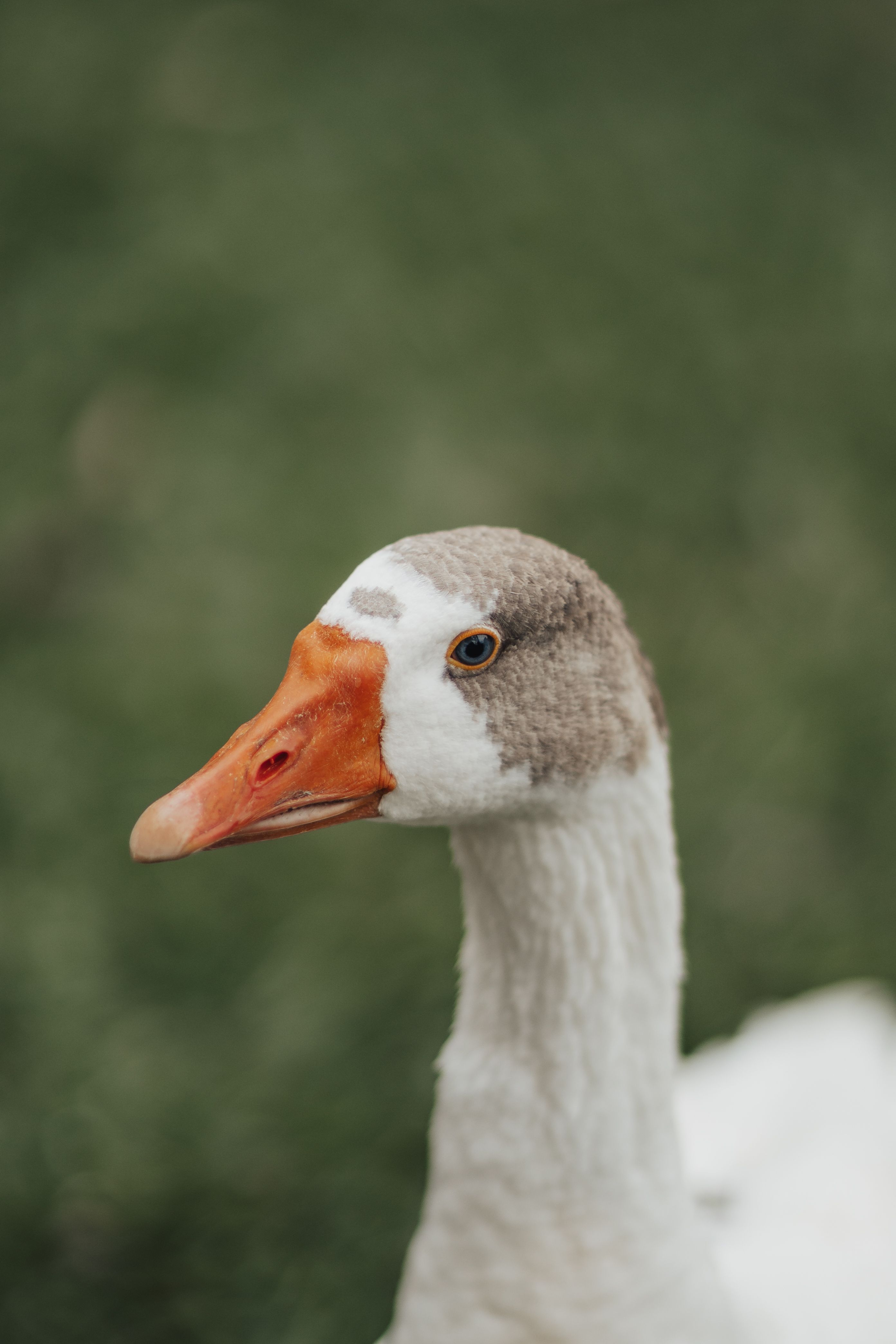 Cute Goose Photos, Download The BEST Free Cute Goose Stock Photos & HD ...