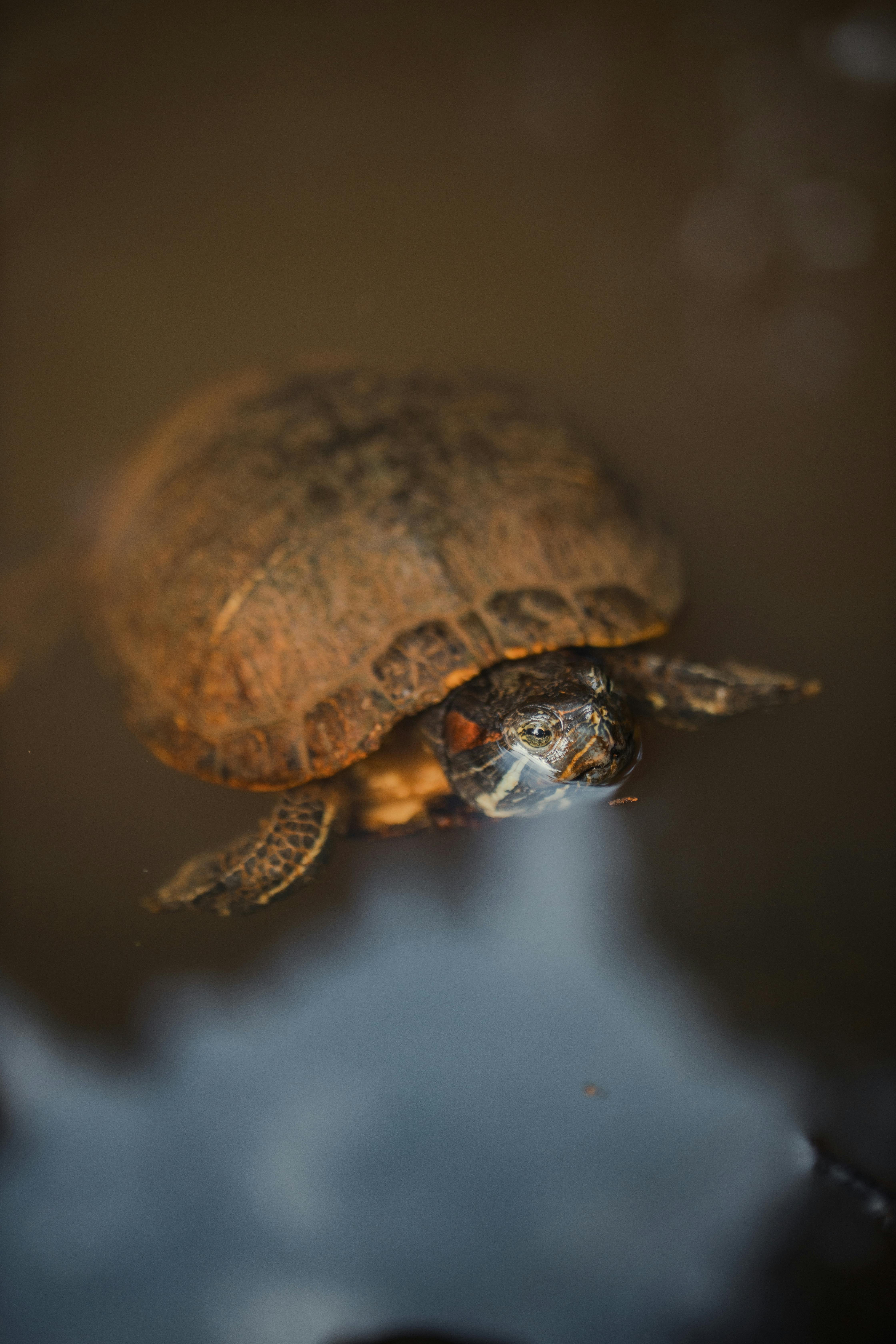 Be Observe Photos, Download The BEST Free Be Observe Stock Photos & HD ...