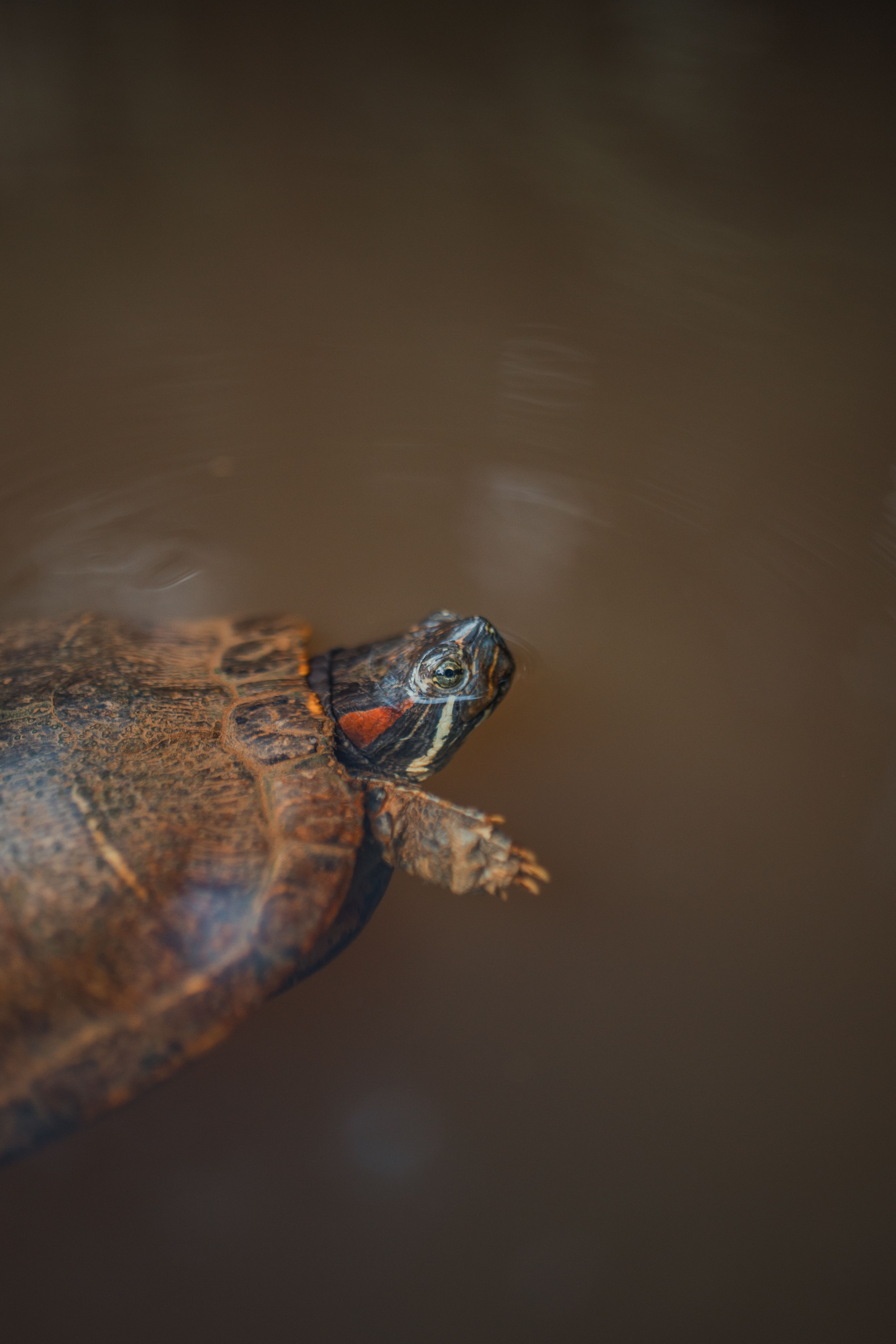 Cute Turtle Photos, Download The BEST Free Cute Turtle Stock Photos ...
