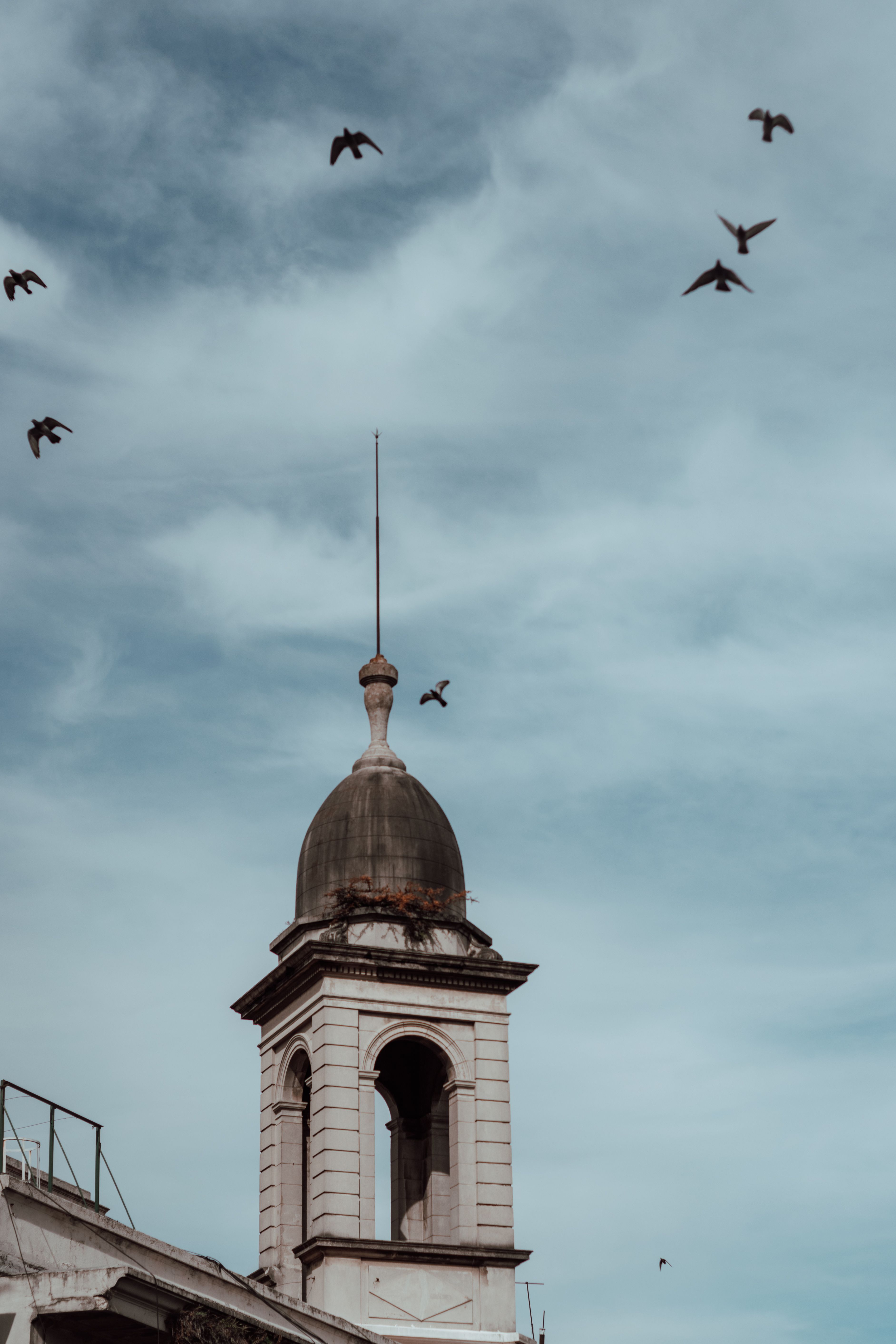 Historic Clock Tower and Birds Under a Blue Sky · Free Stock Photo