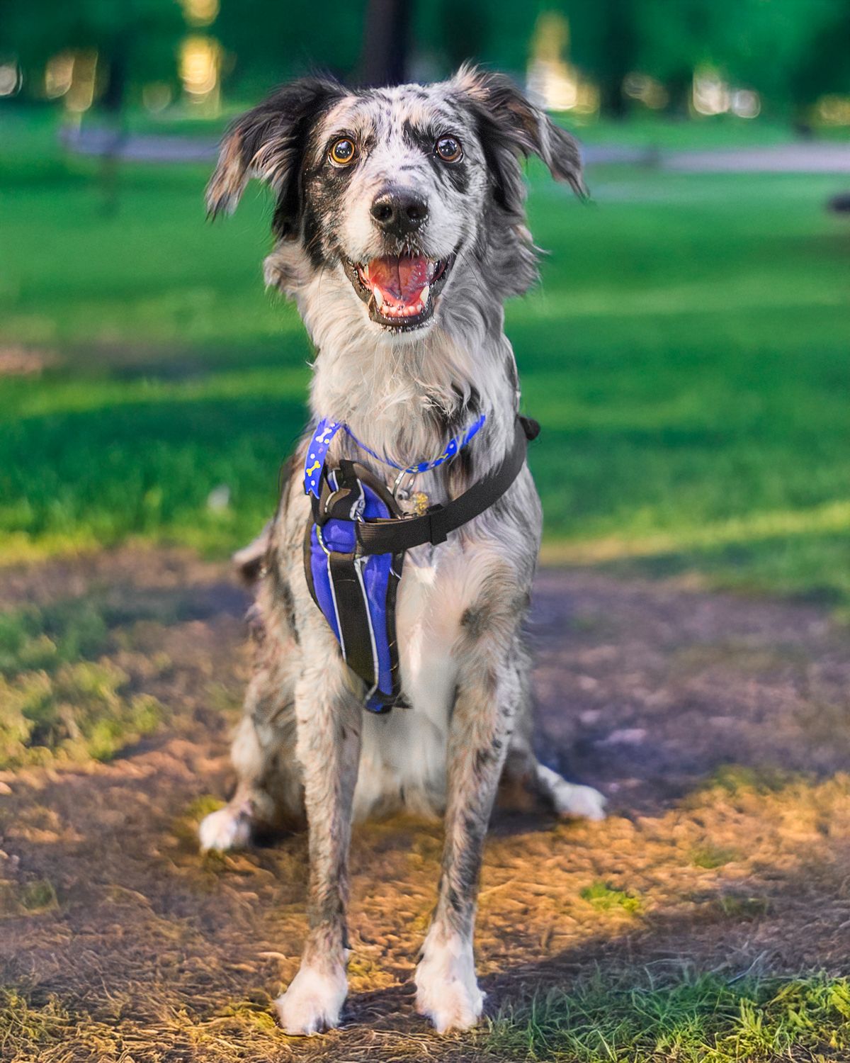 Dog Park Photos, Download The BEST Free Dog Park Stock Photos & HD Images