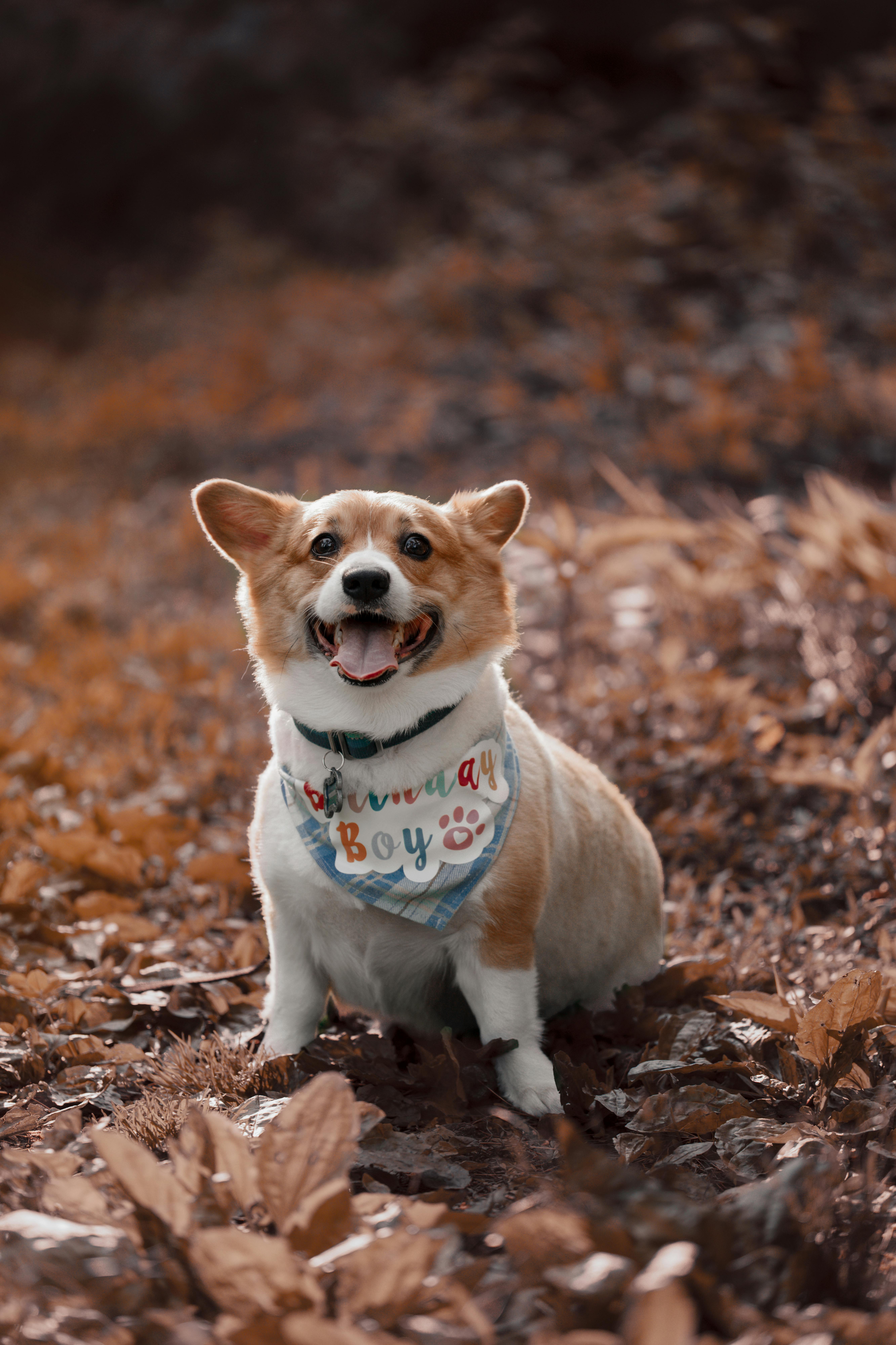 Animated Corgi Photos, Download The BEST Free Animated Corgi Stock ...