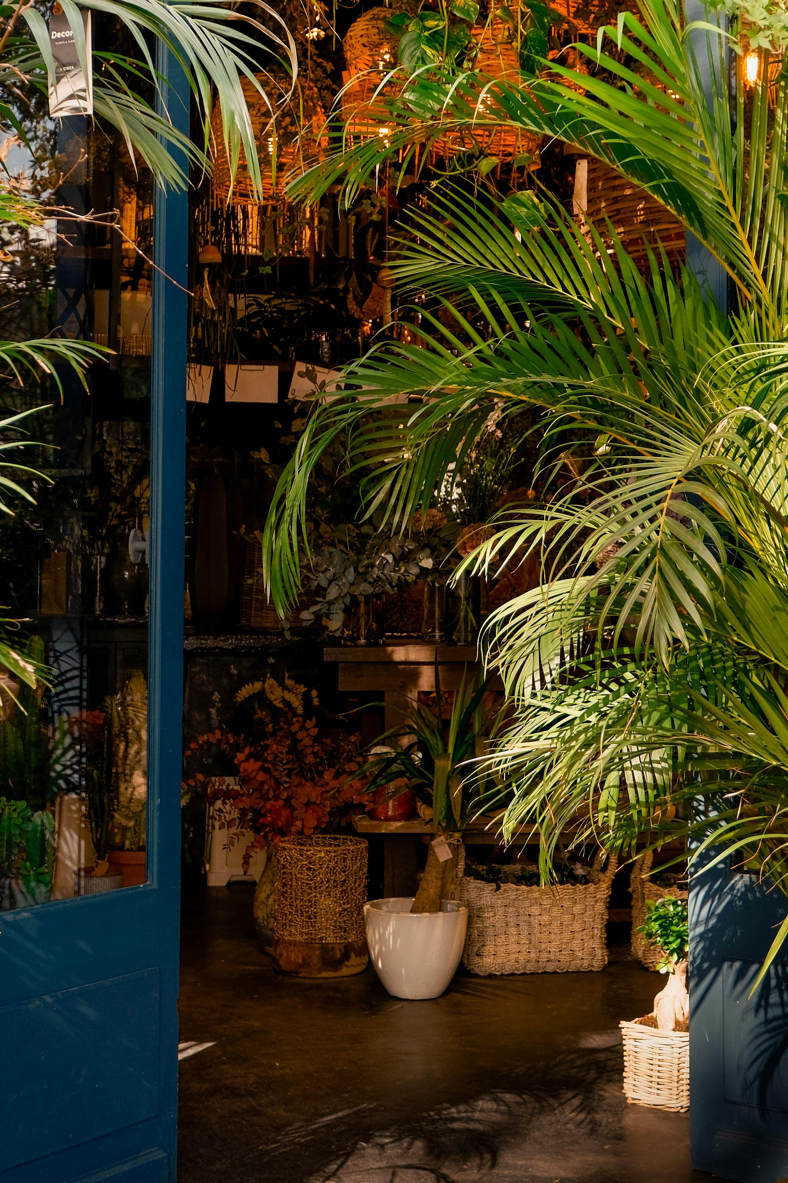 Charming Plant-Filled Parisian Cafe Entrance · Free Stock Photo