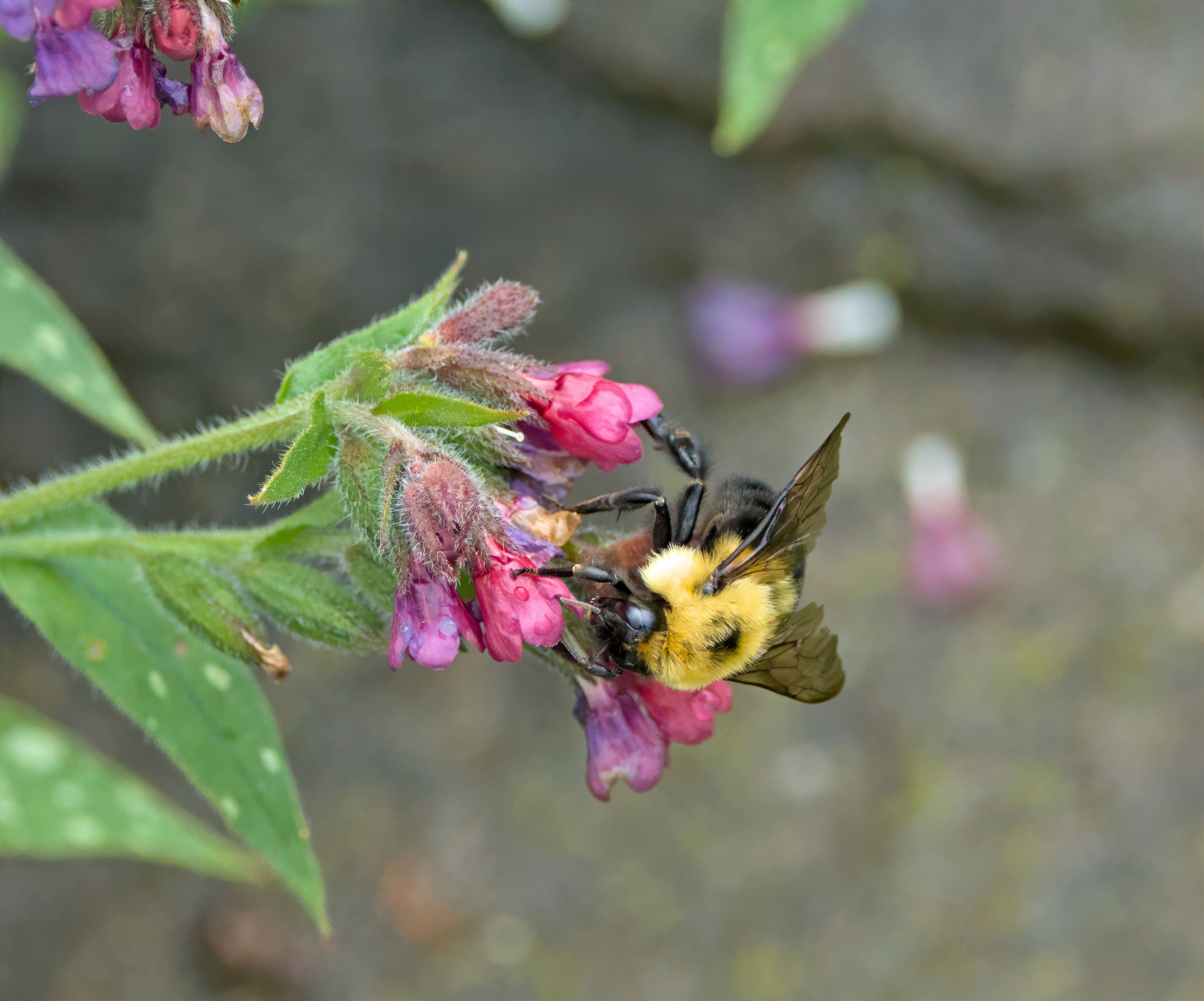 Close-up of Bumblebee on Wildflower in Spring · Free Stock Photo