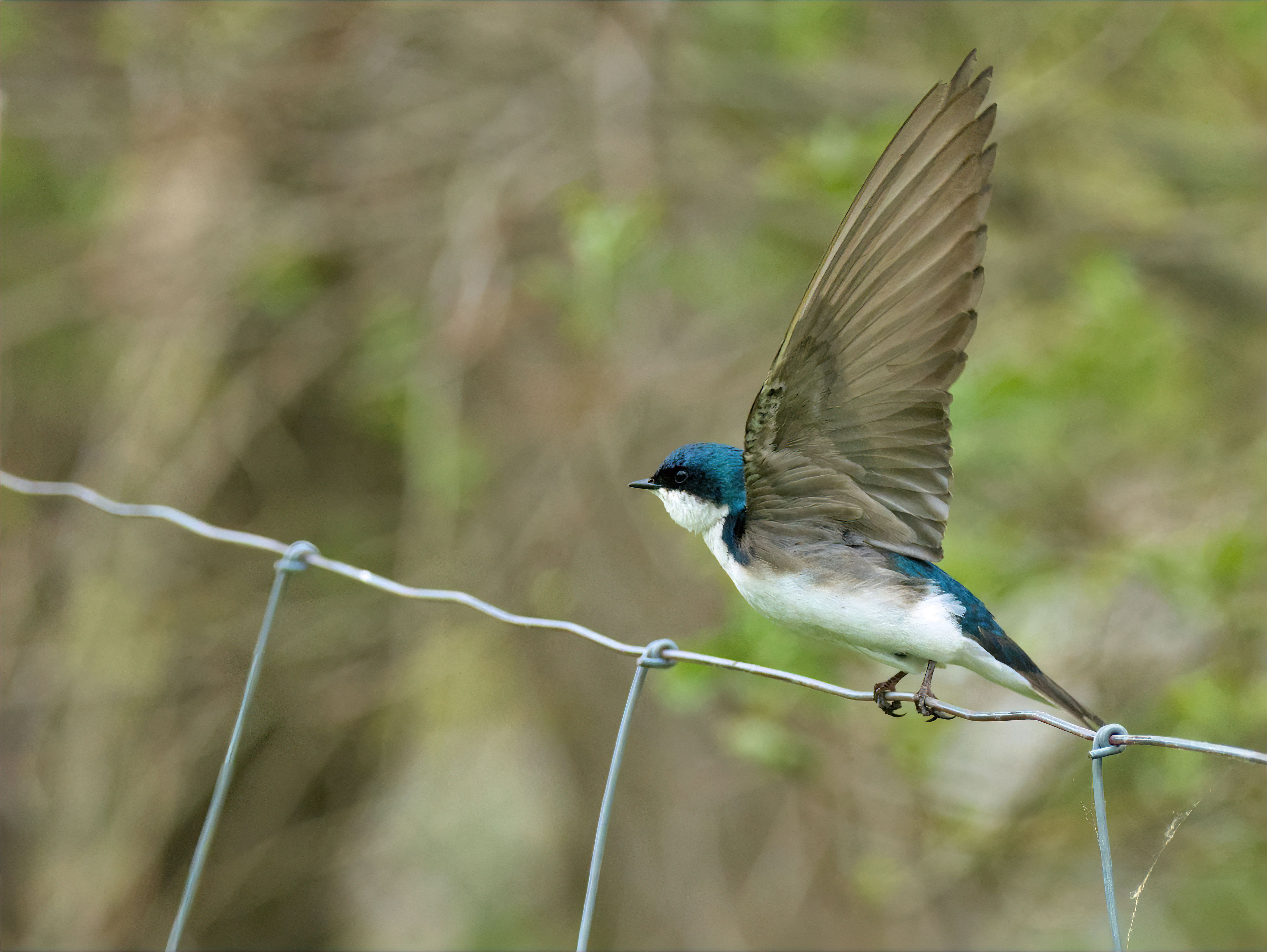 Tree Swallow Perching on a Wire Fence · Free Stock Photo