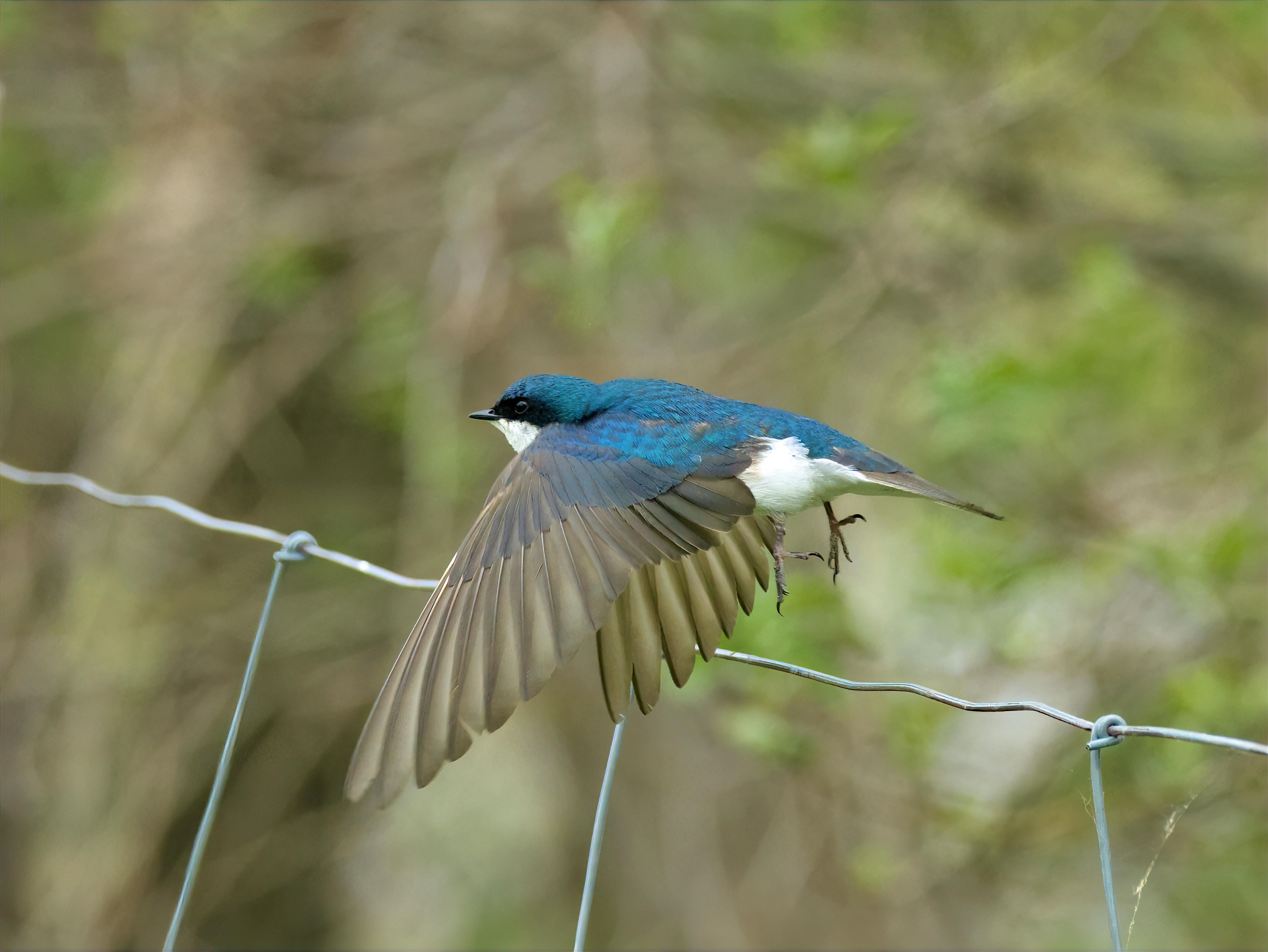 Swift 2024 Photos, Download The BEST Free Swift 2024 Stock Photos & HD ...