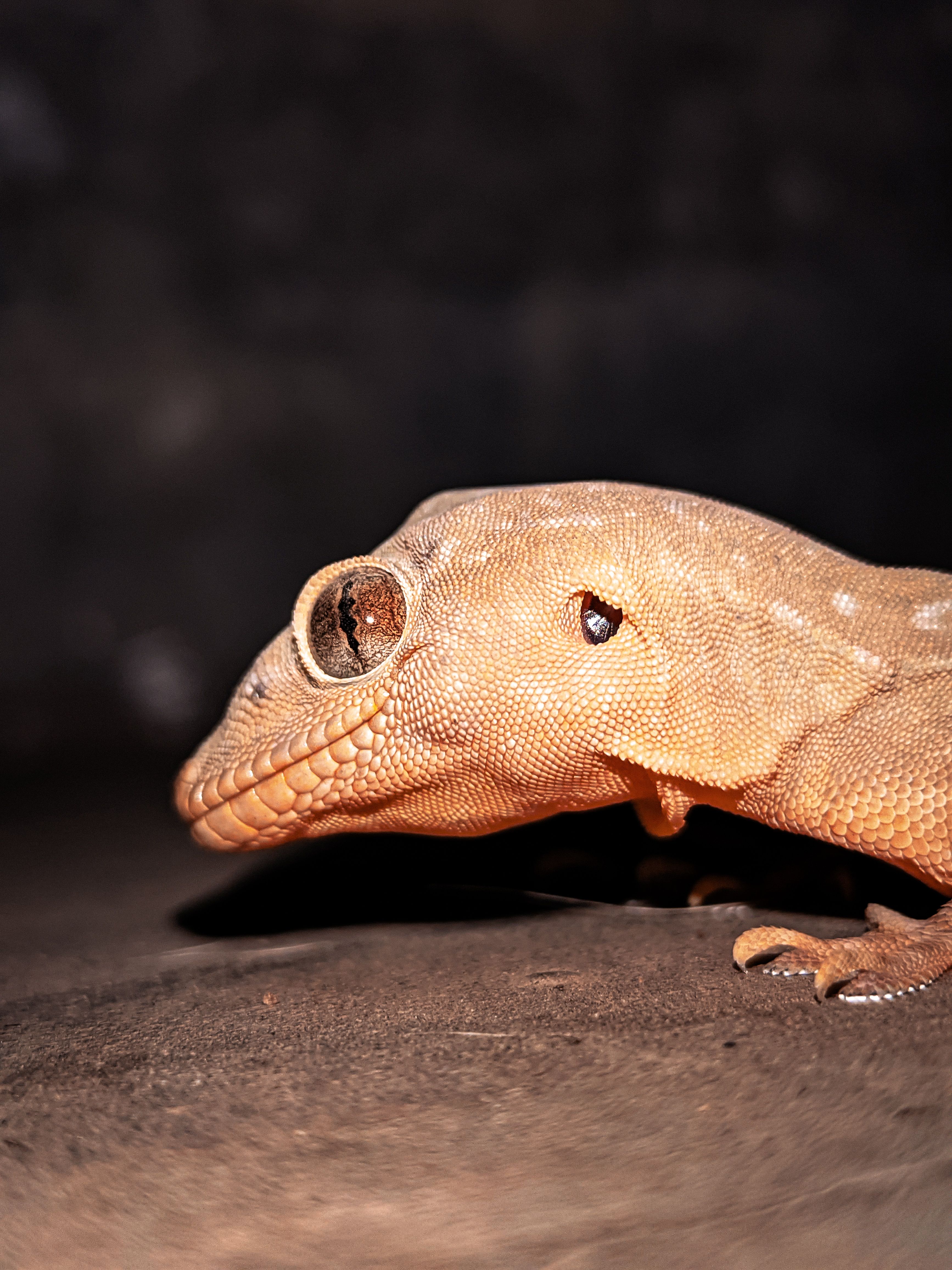 Close-Up of a Leopard Gecko in Dim Light · Free Stock Photo