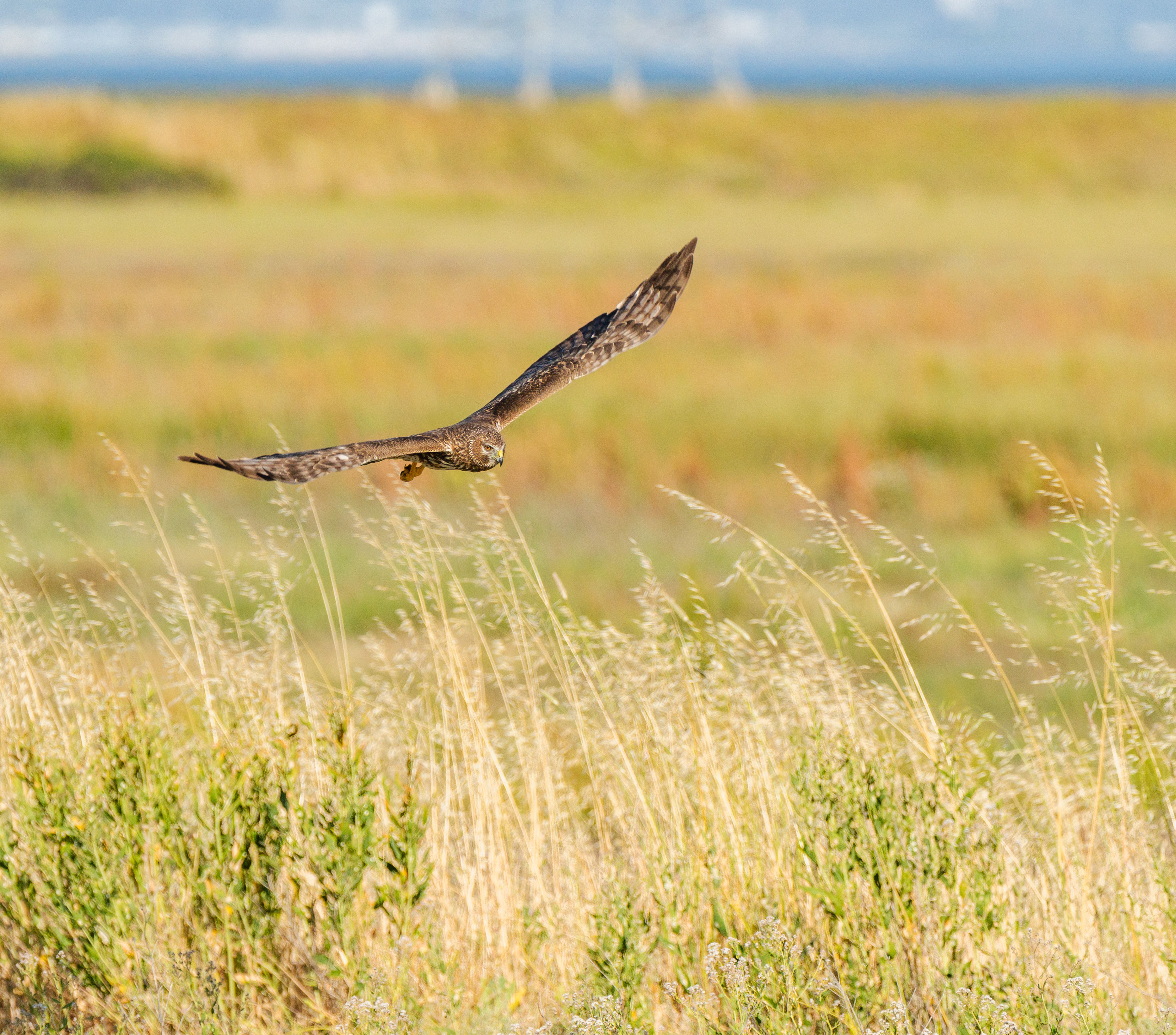 Majestic Owl in Flight Over Grassland · Free Stock Photo