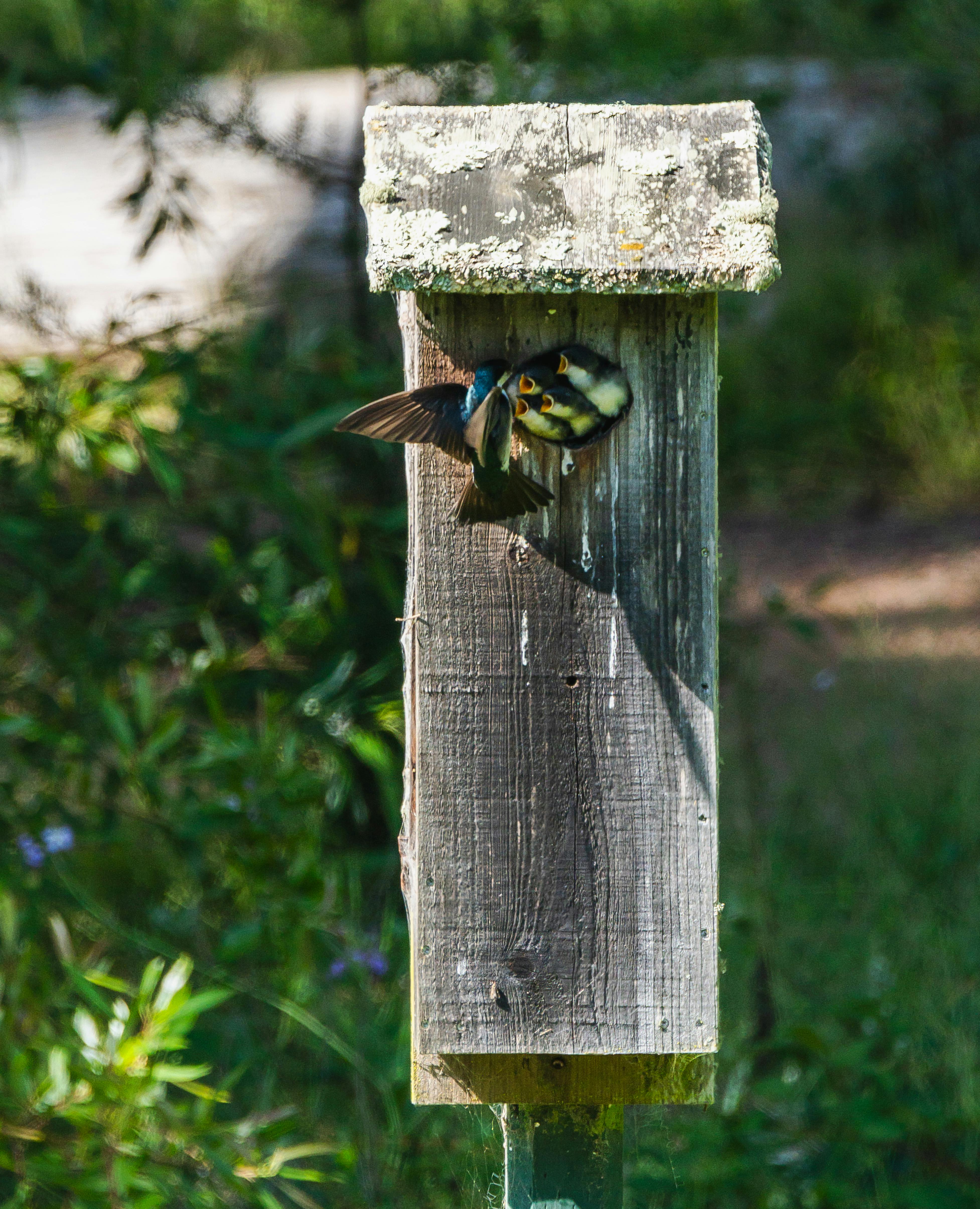 Arjun Tree Photos, Download The BEST Free Arjun Tree Stock Photos & HD ...