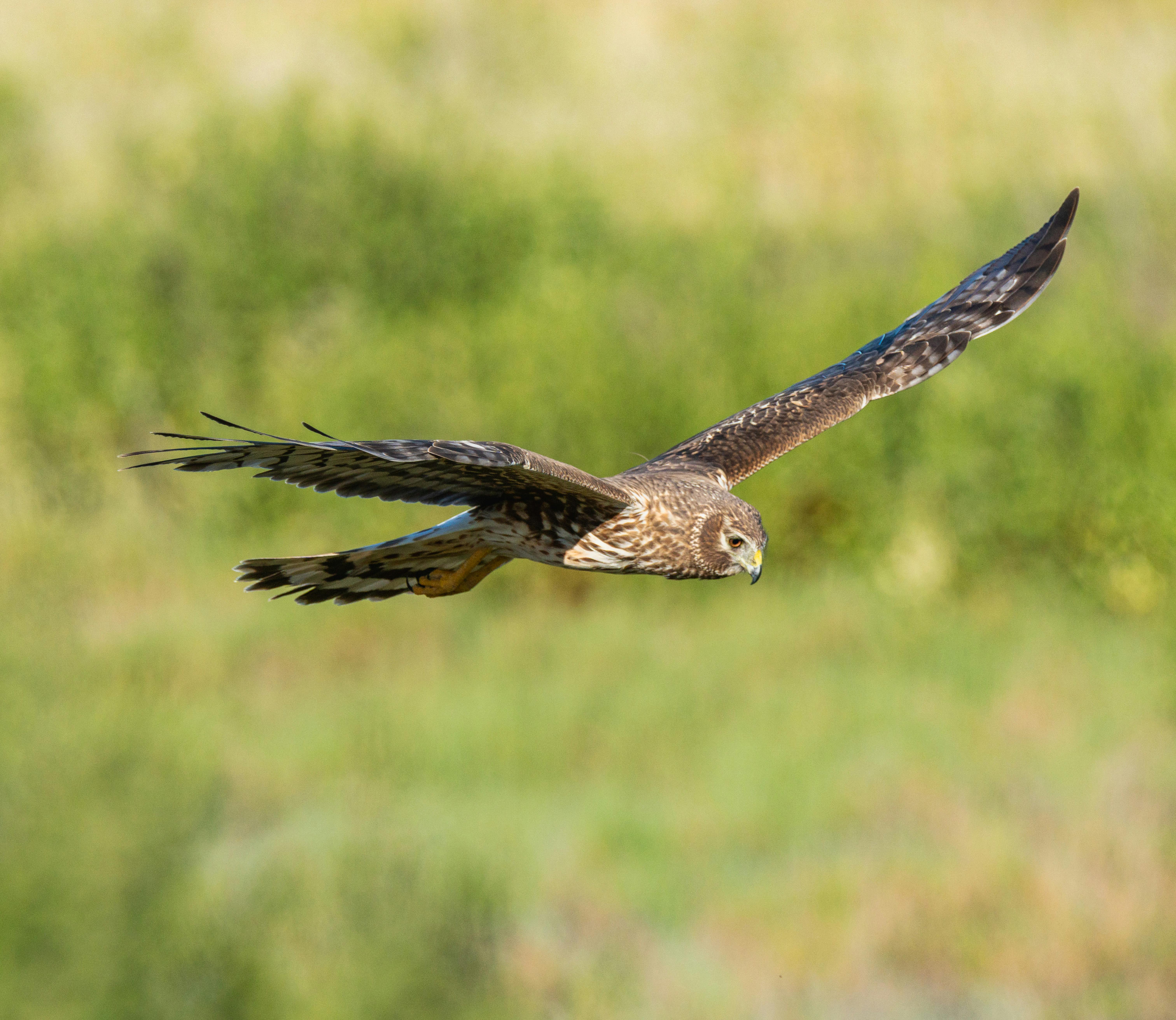 Northern Harrier Hawk Soaring Over Grassland · Free Stock Photo
