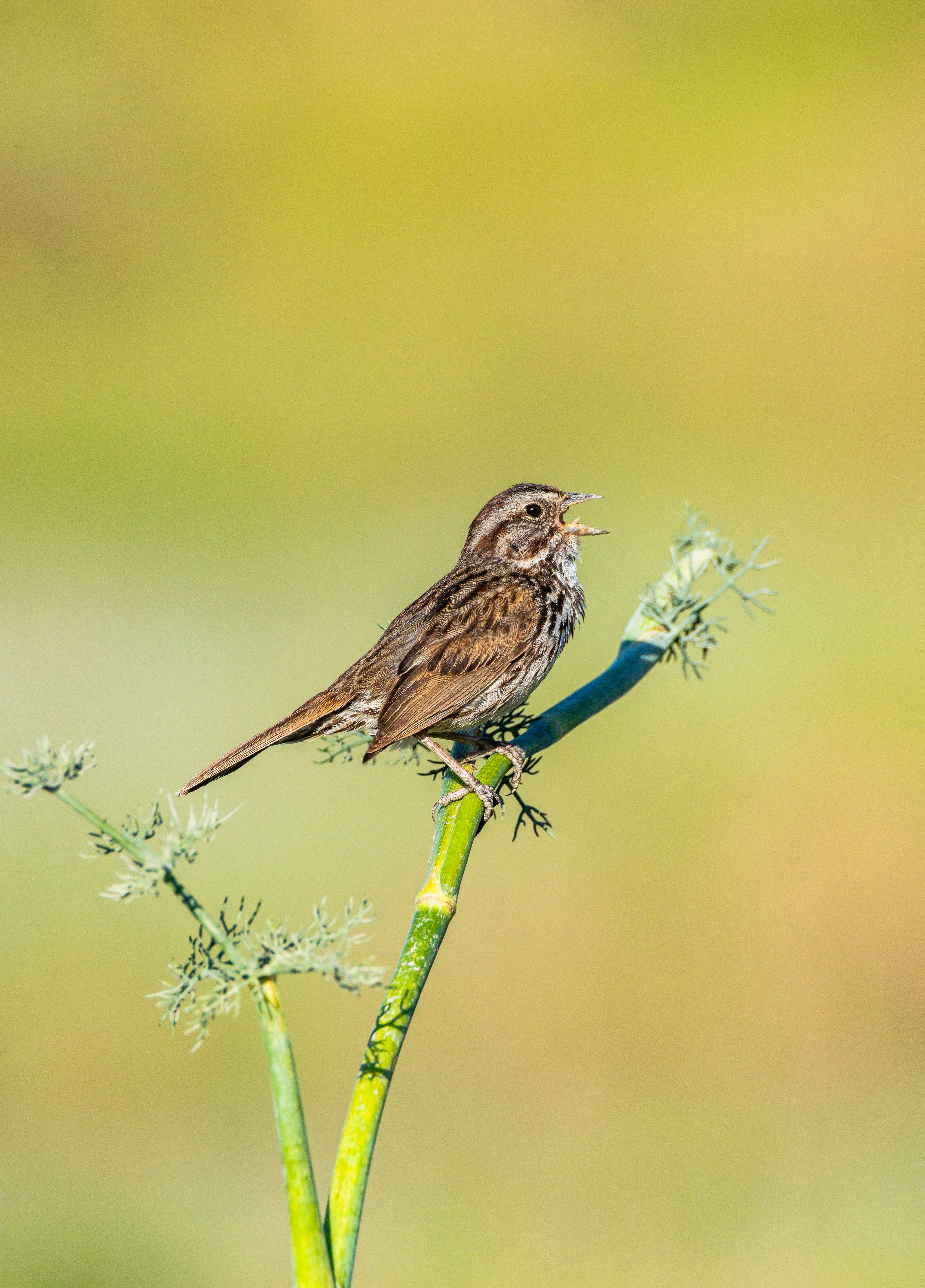Close-up of a Song Sparrow Singing Outdoors · Free Stock Photo