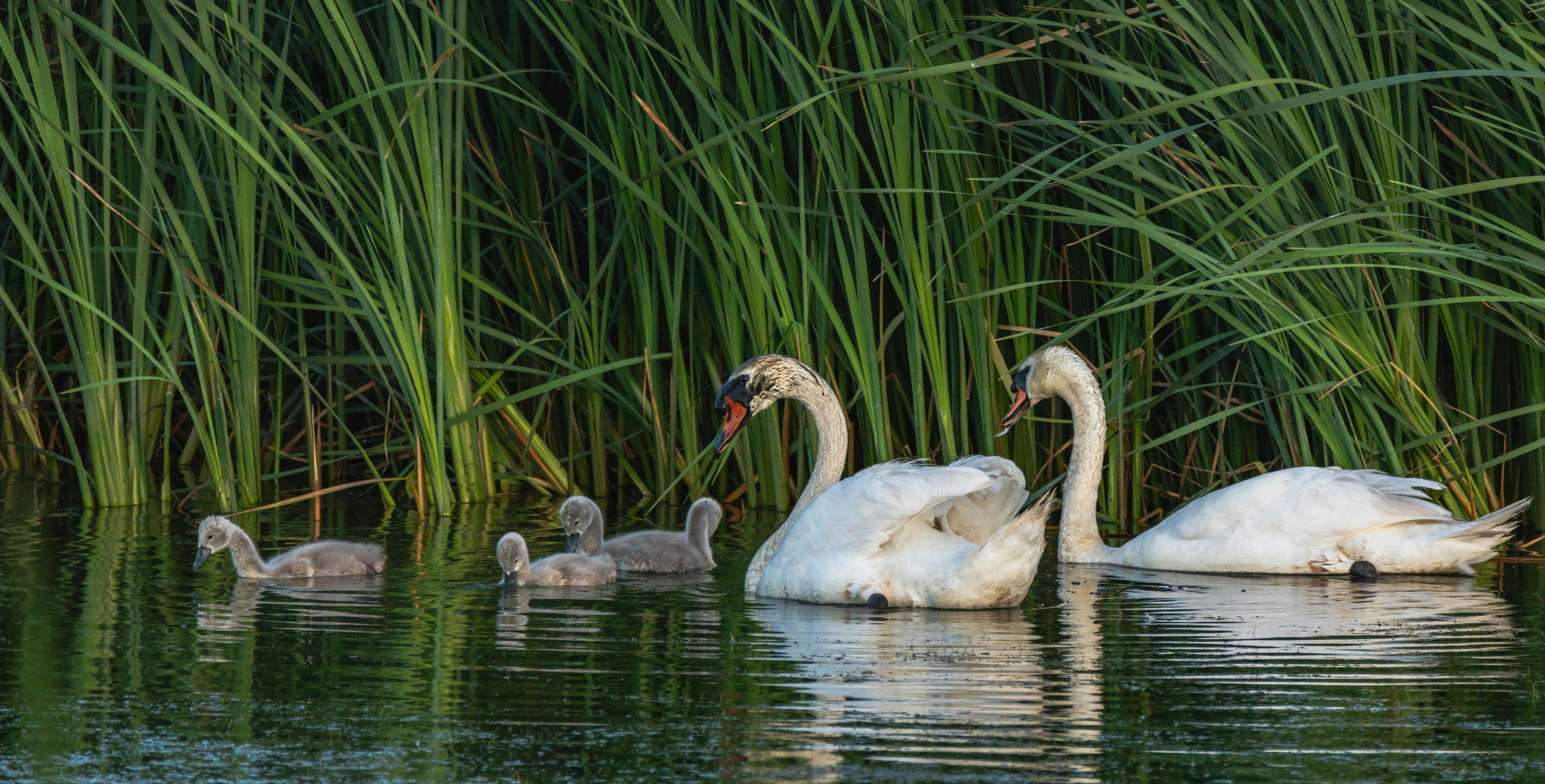 Olor Citrix Photos, Download The BEST Free Olor Citrix Stock Photos ...