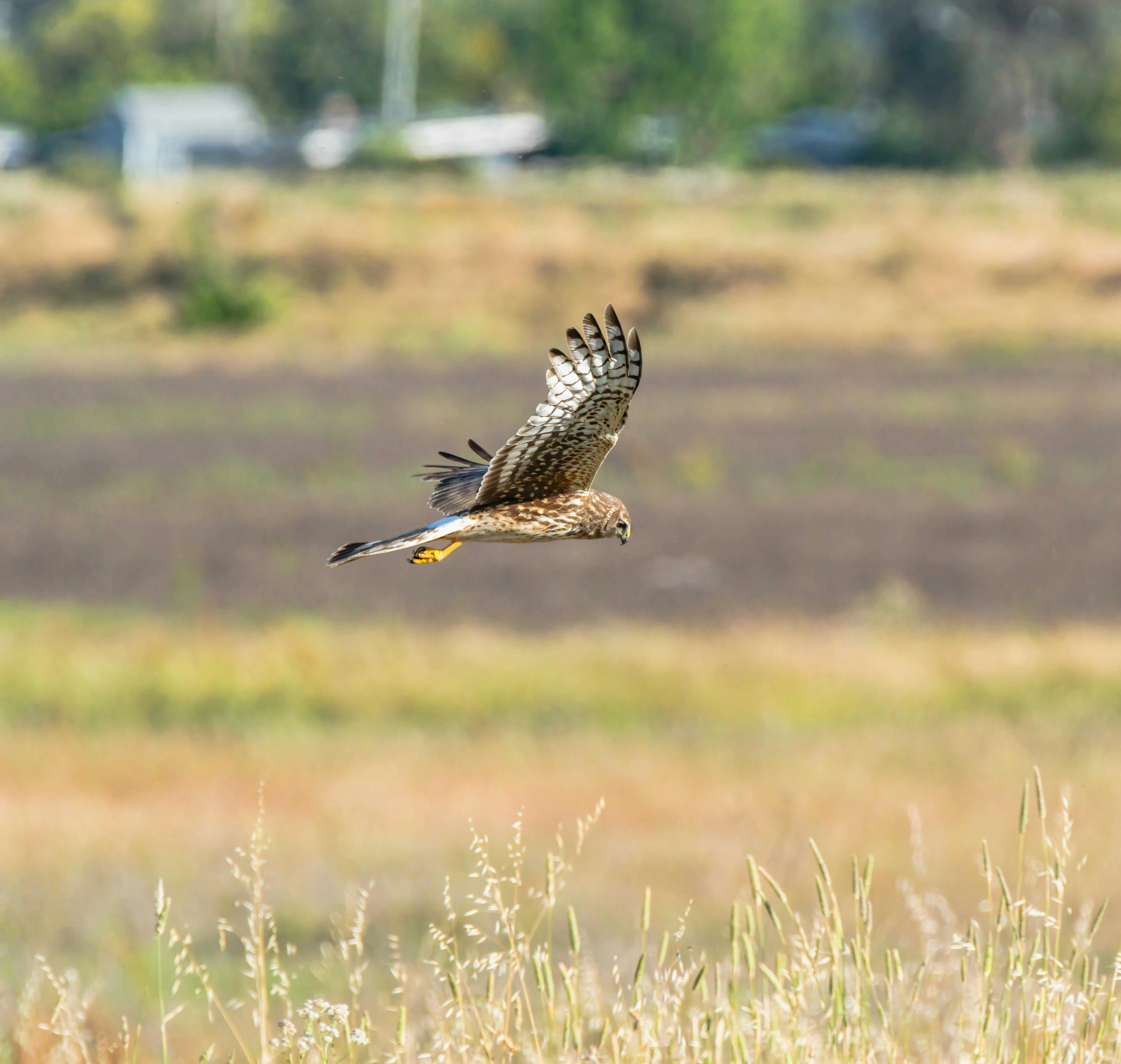 Northern Harrier in Flight Over Grassland Field · Free Stock Photo