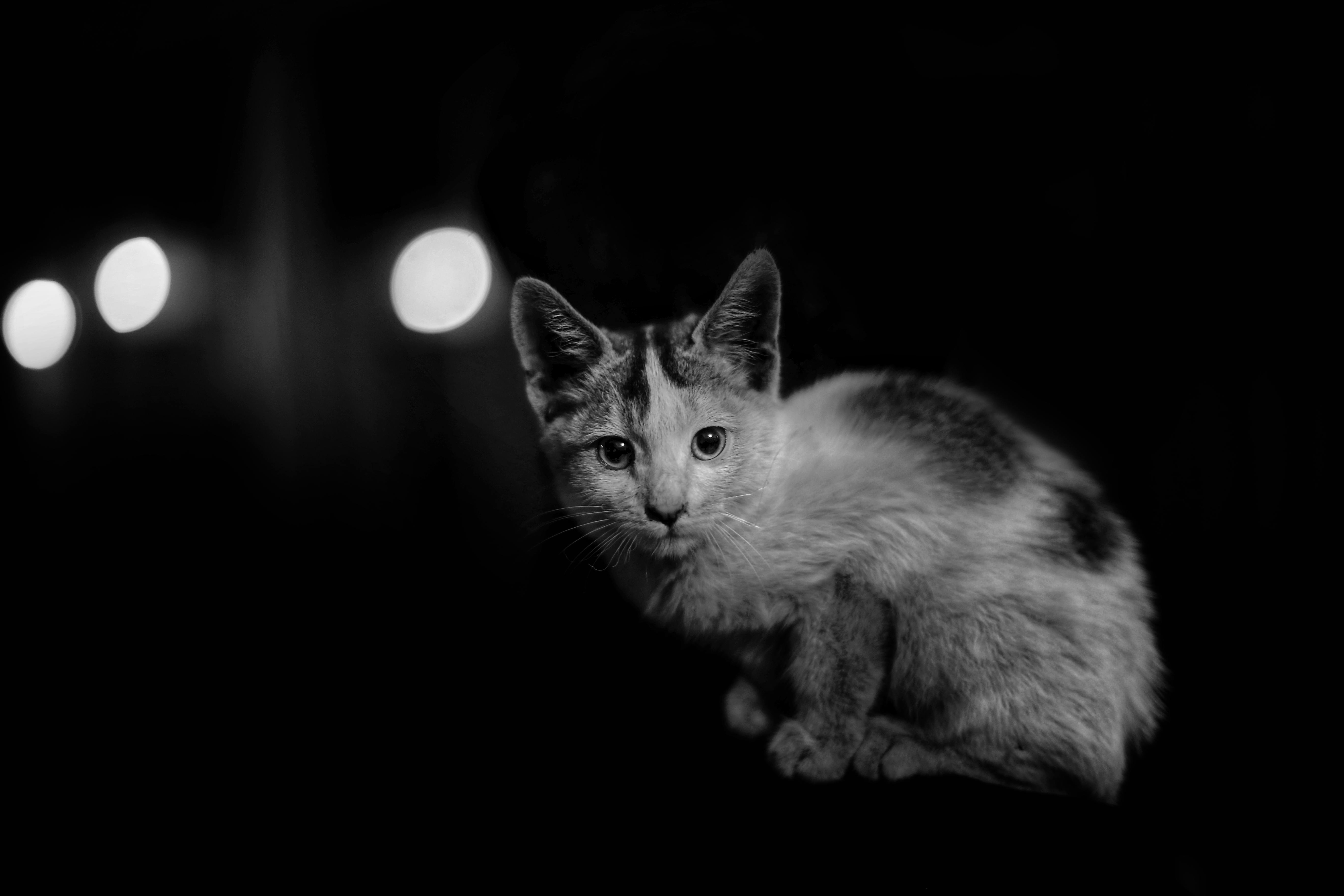 Kitty+Kristen Photos, Download The BEST Free Kitty+Kristen Stock Photos ...