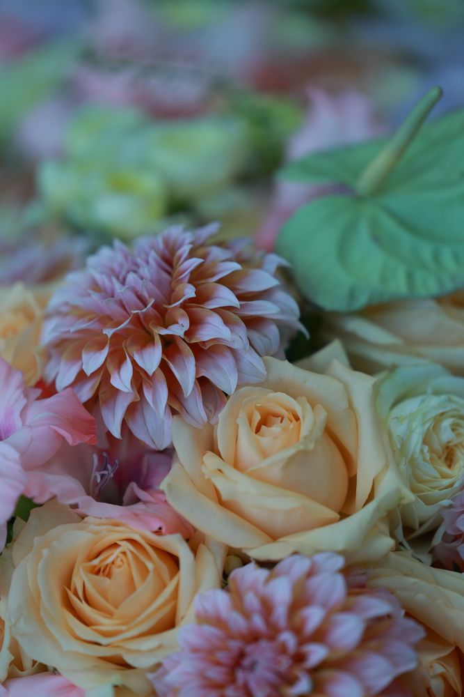 Peach And Pink Flowers Photos, Download The BEST Free Peach And Pink ...