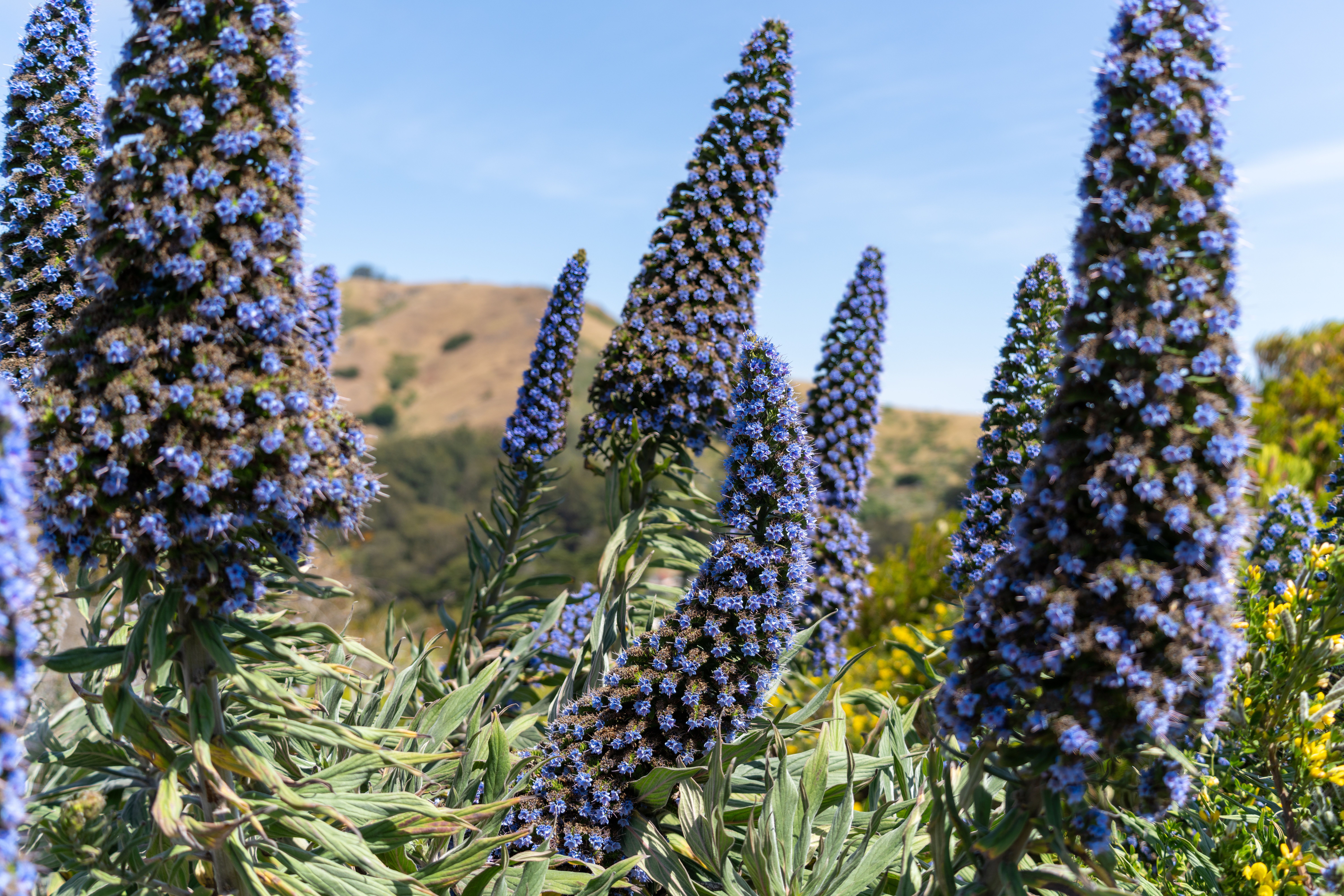 Vibrant Pride of Madeira Flowers in Bloom · Free Stock Photo