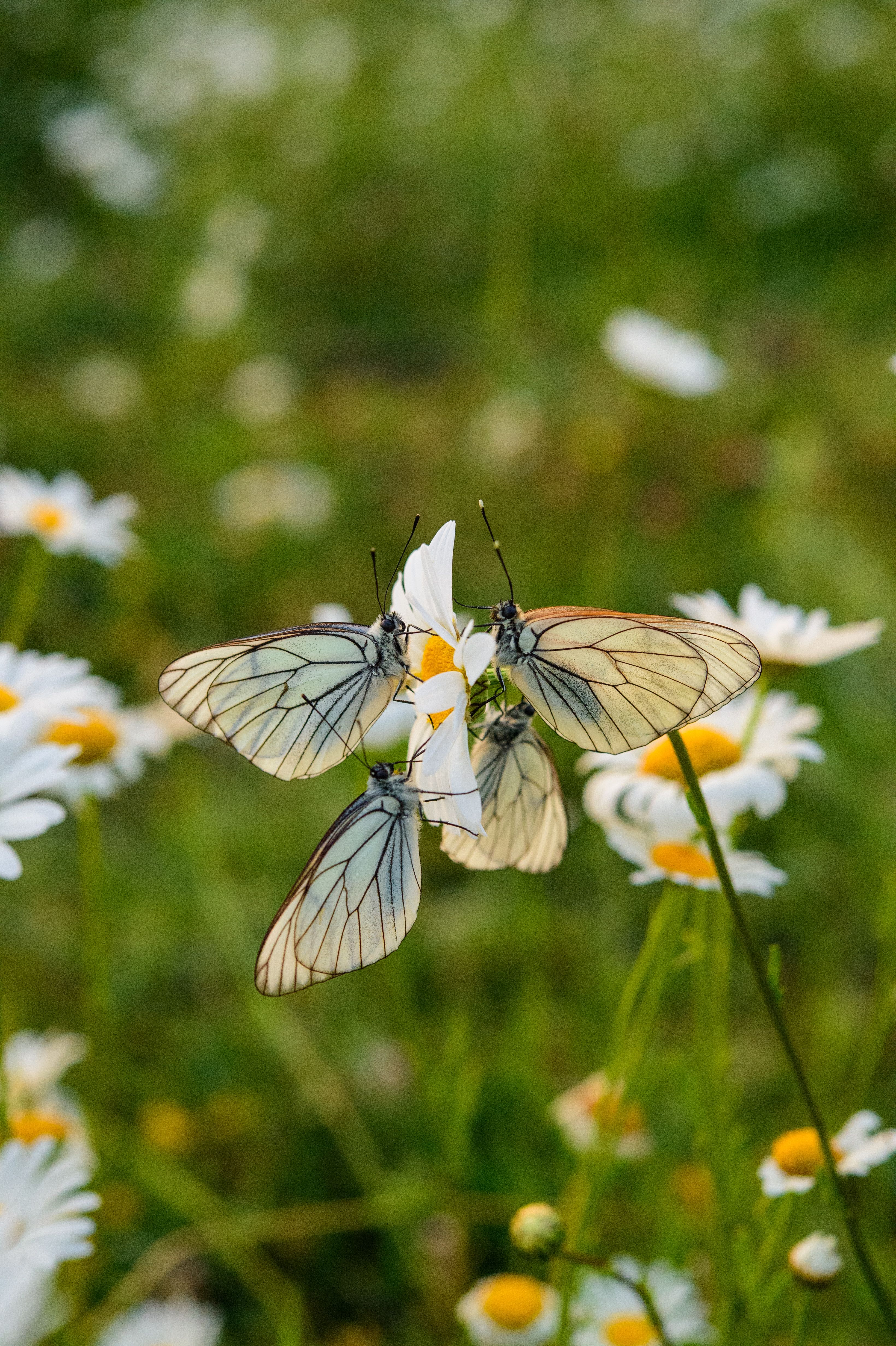 Flowers Daisy Horizontal Photos, Download The BEST Free Flowers Daisy ...
