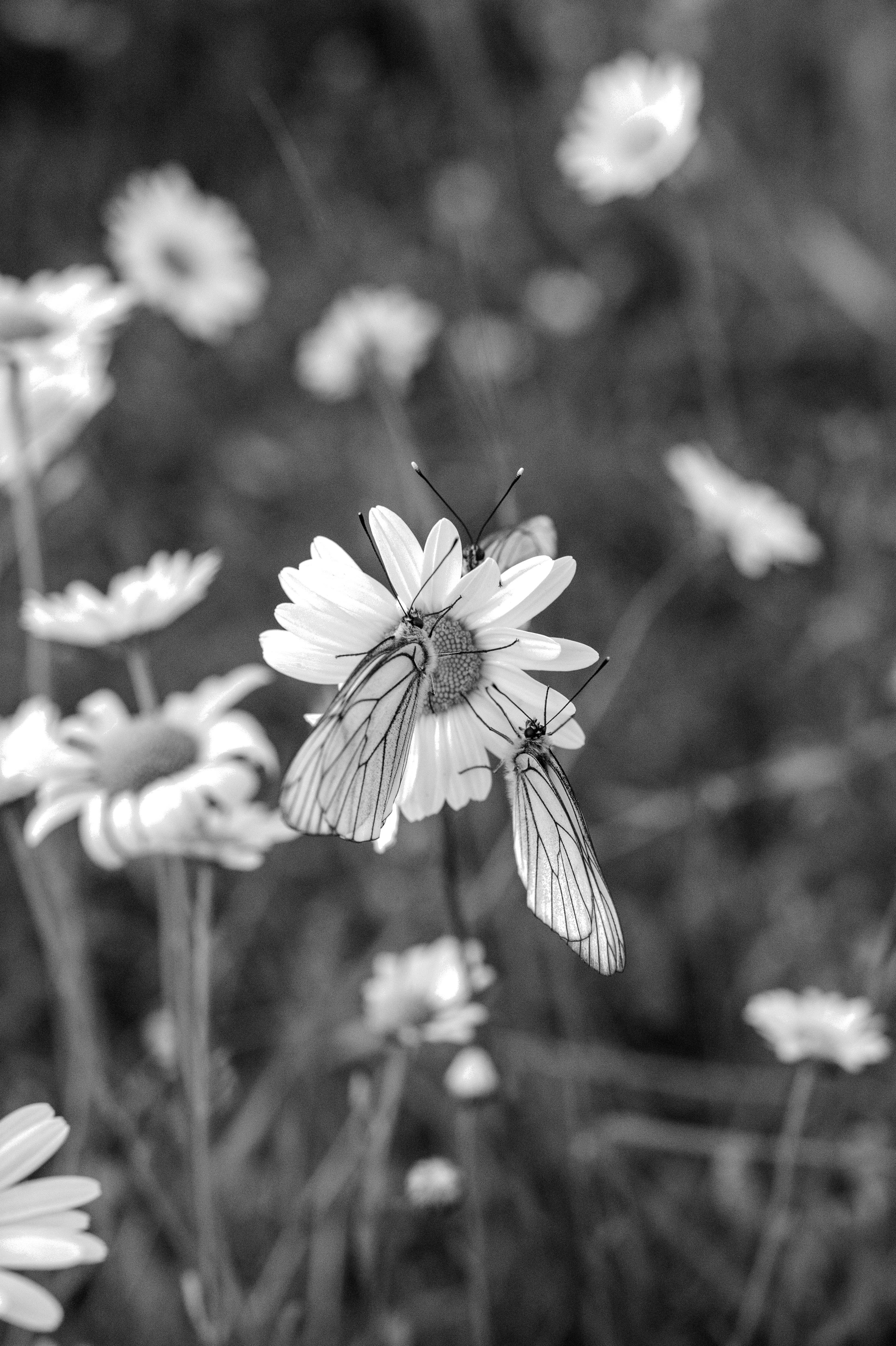 Still Oc Busslinje Photos, Download The BEST Free Still Oc Busslinje ...